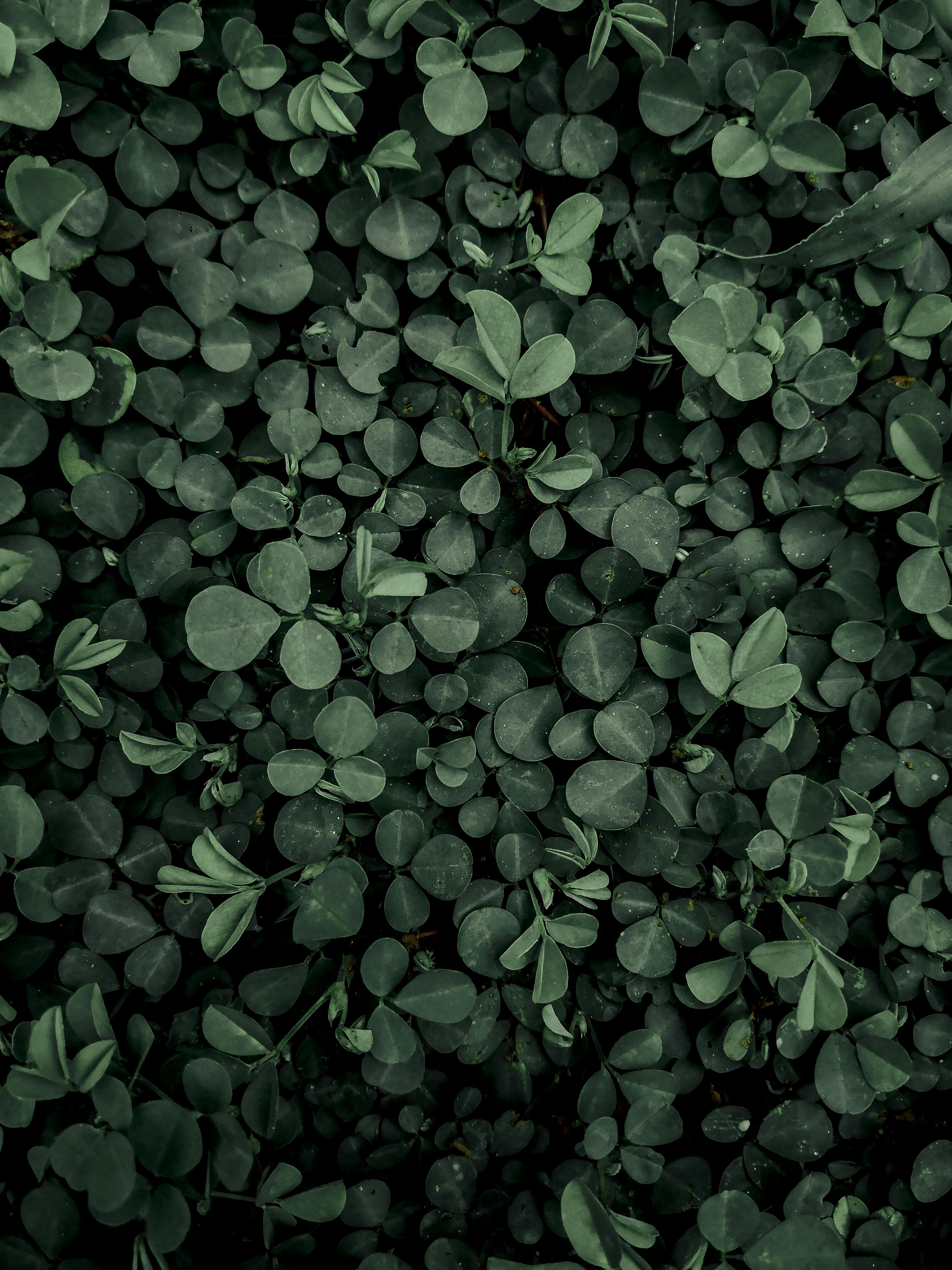 Green Round Leaves · Free Stock Photo