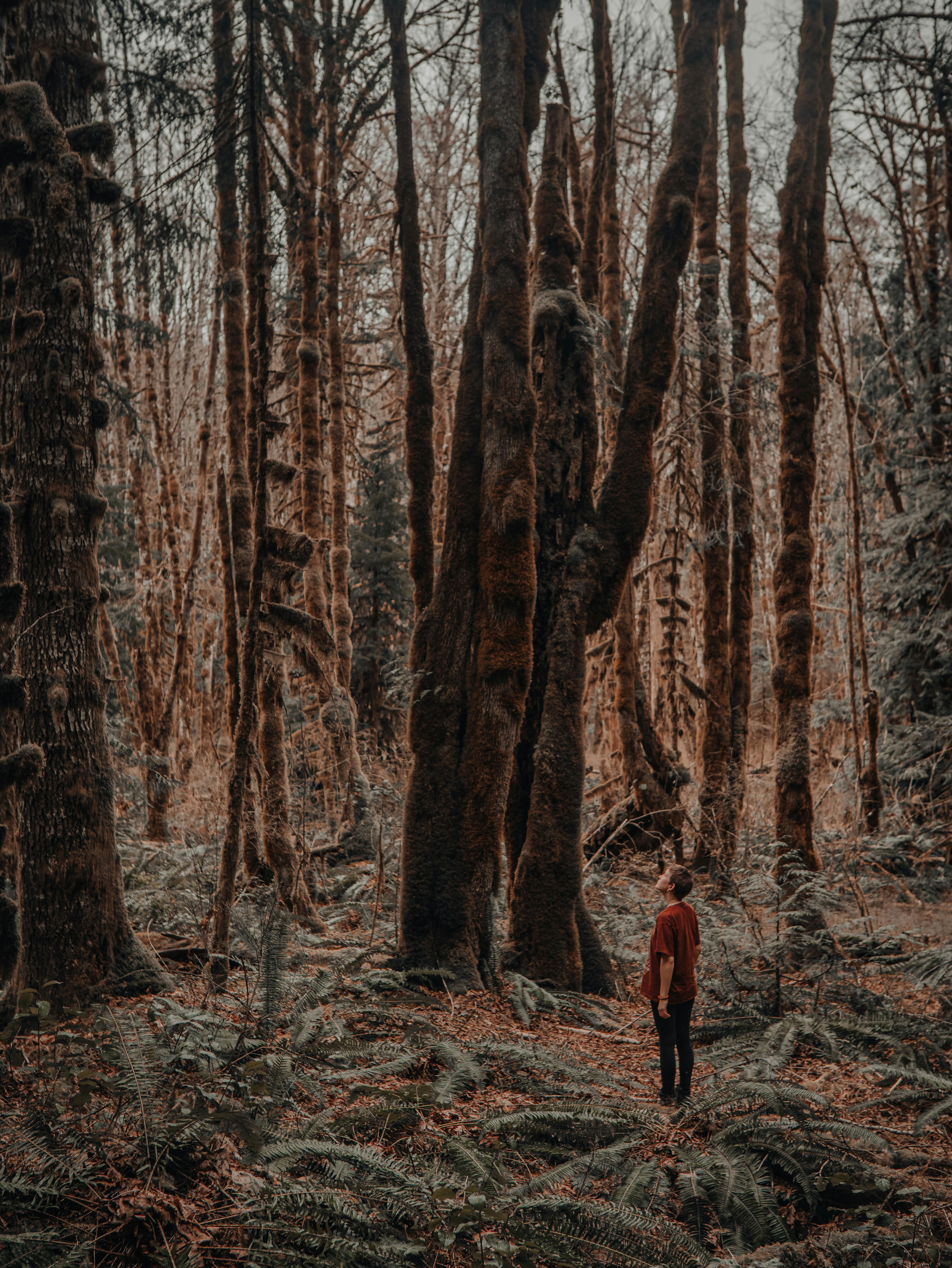 Person Standing Behind a Tree Trunk · Free Stock Photo