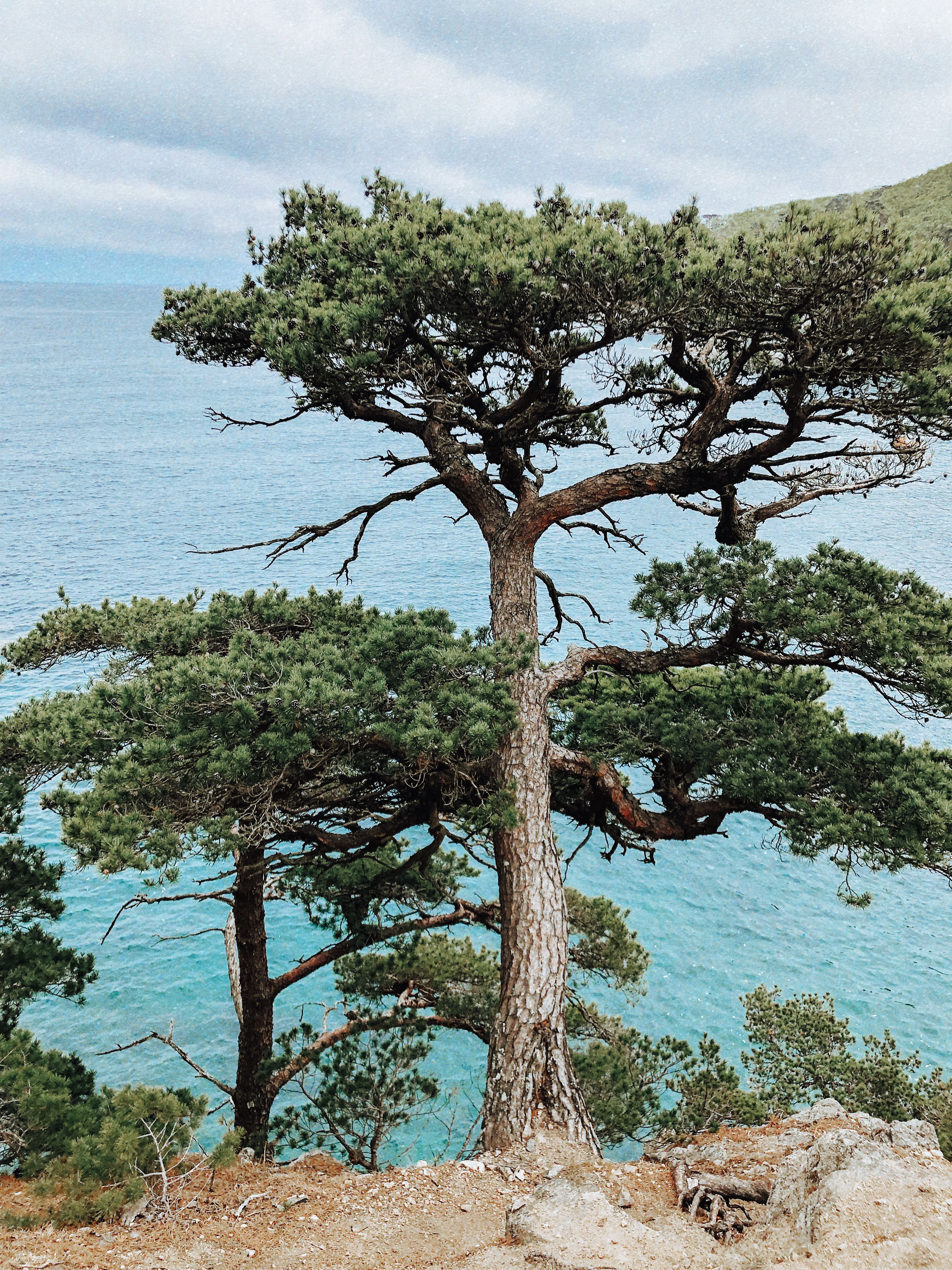 Green trees on rocky seashore · Free Stock Photo