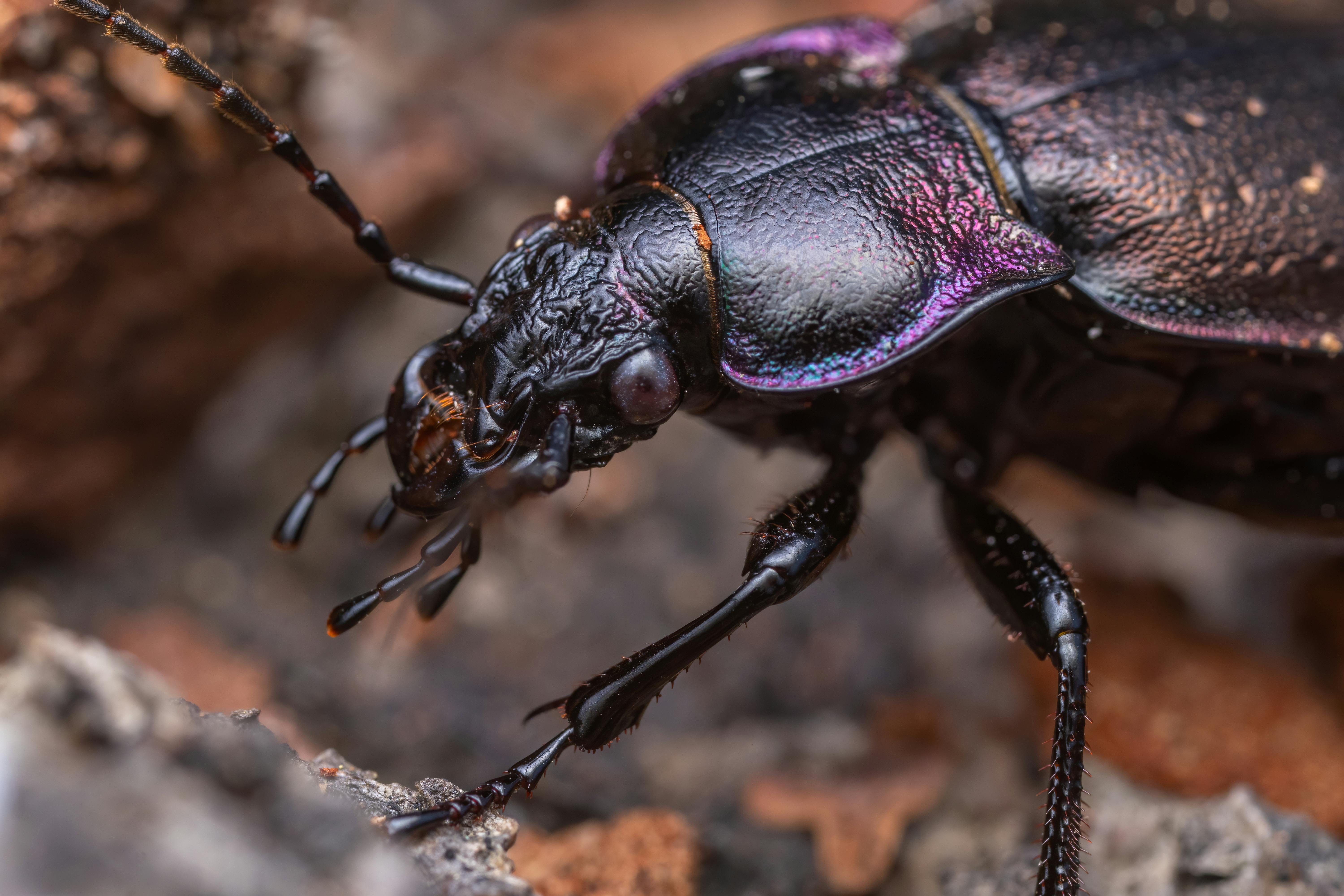 Carabus Photos, Download The BEST Free Carabus Stock Photos & HD Images