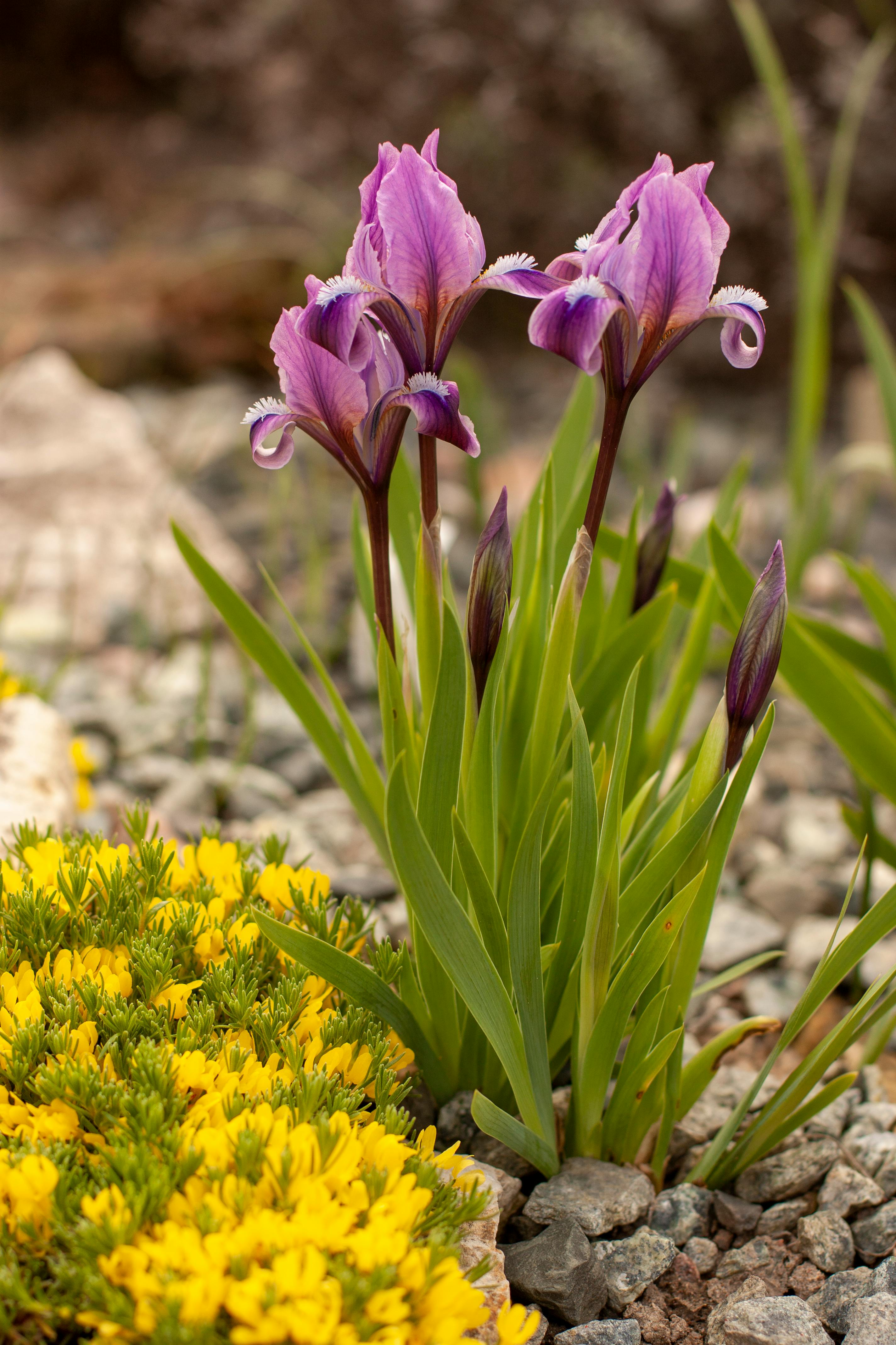 285+ Best Free Iris Stock Photos & Images · 100% Royalty-Free HD Downloads