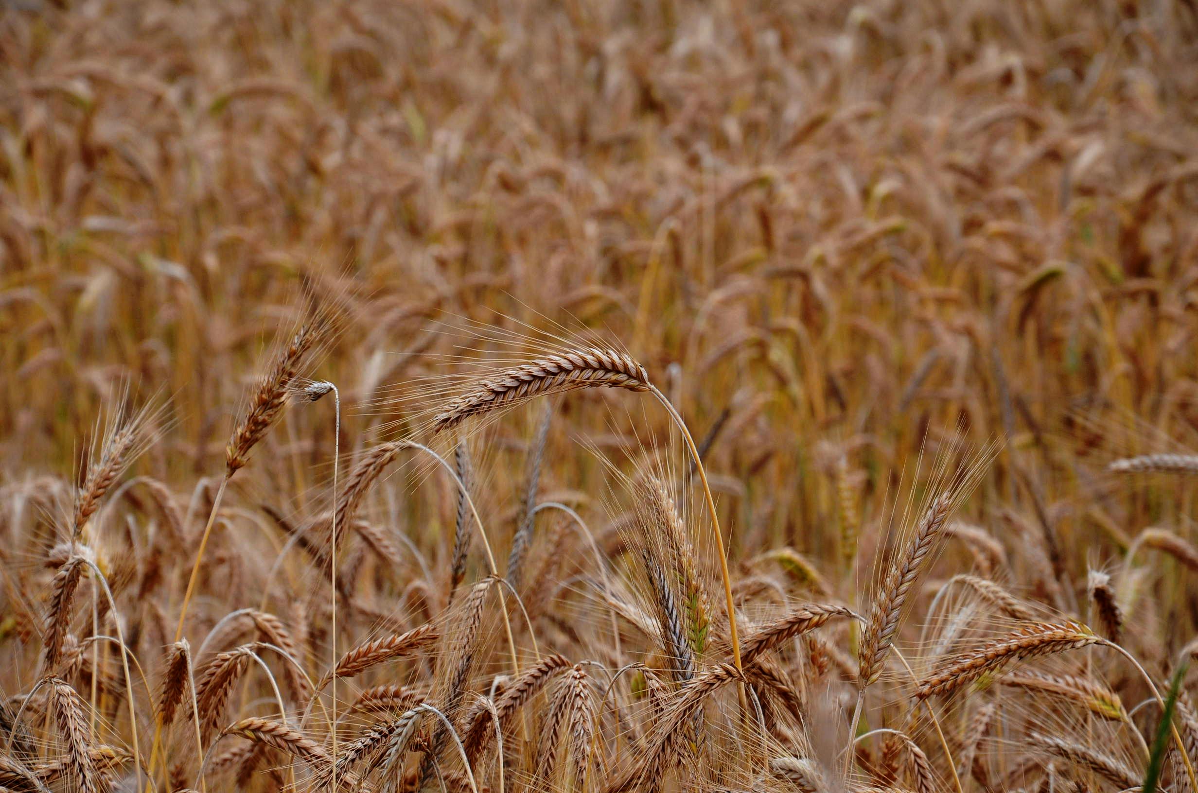 Kostenloses Foto zum Thema: feld, landwirtschaft, weizen
