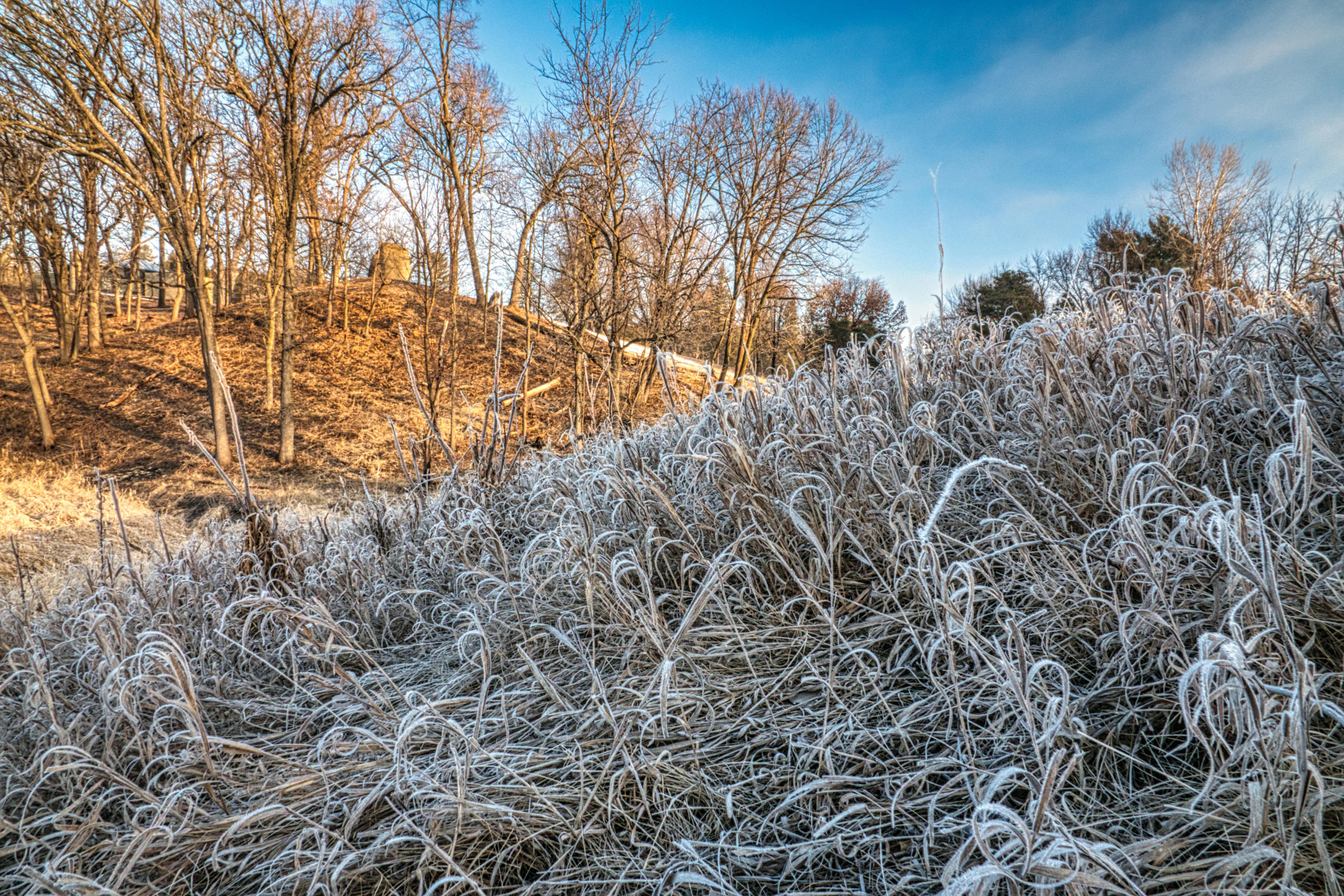 Photograph of Frosty Grass · Free Stock Photo