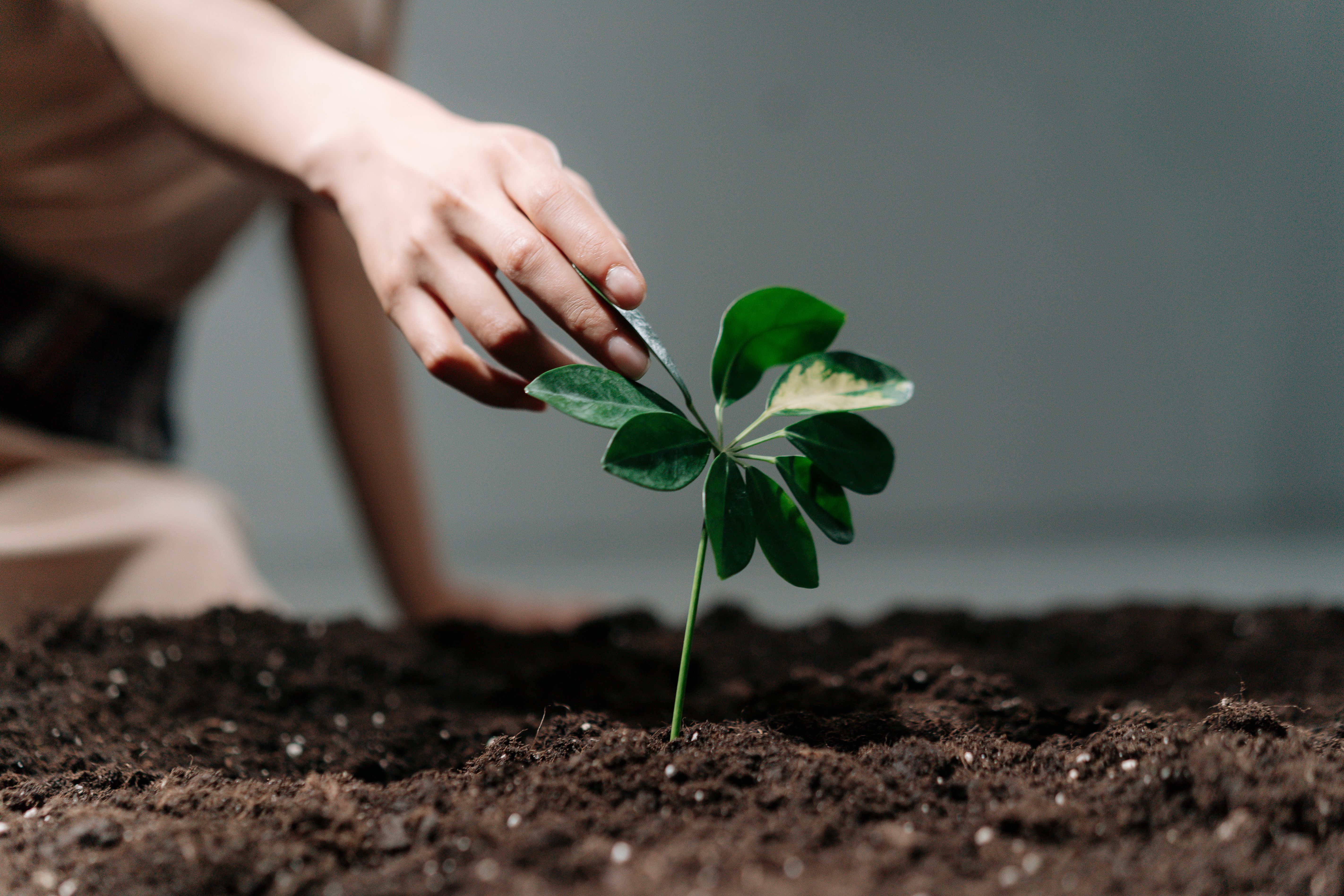 Close-Up Shot of a Person Touching a Plant · Free Stock Photo
