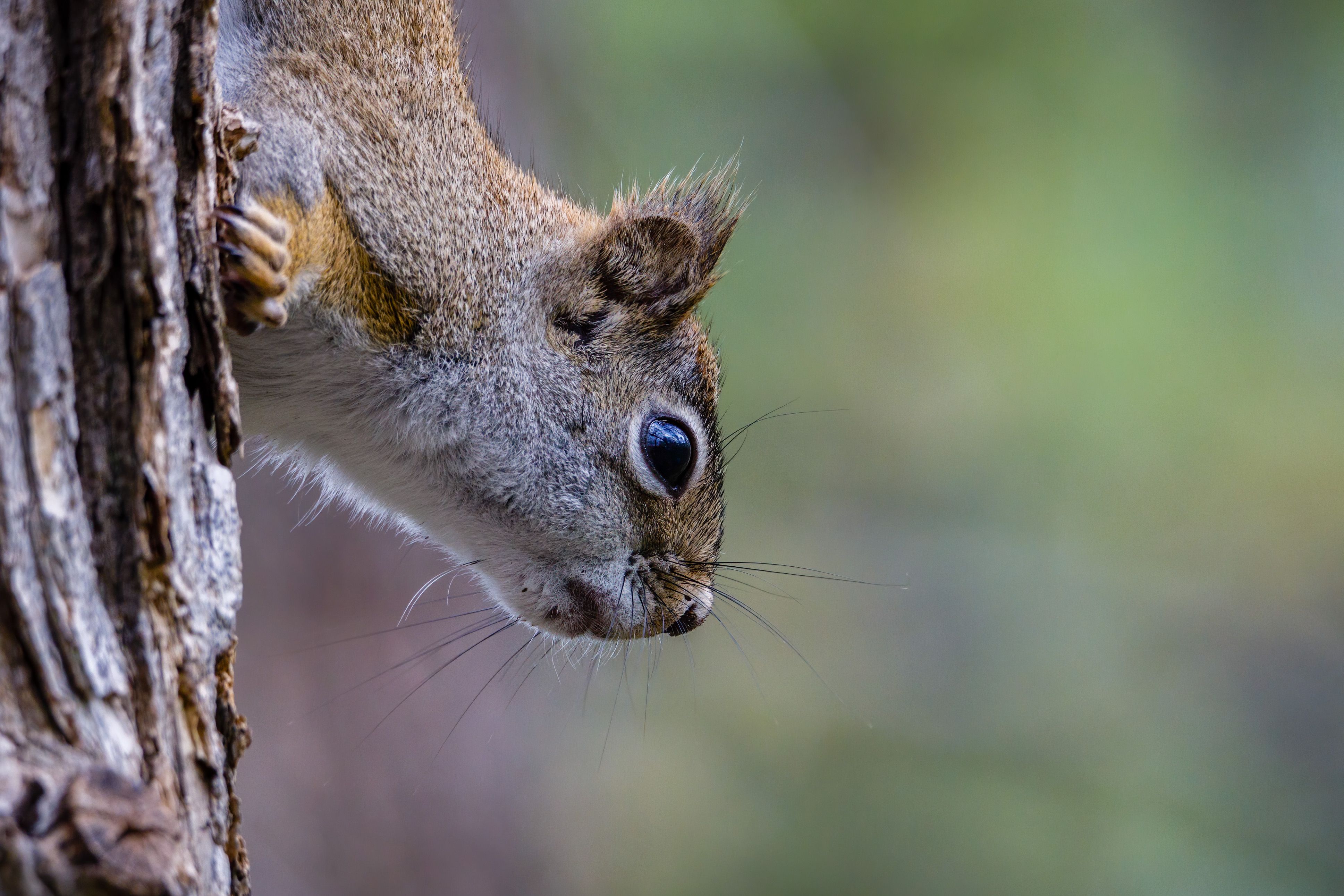 Close Up Photo of a Groundhog · Free Stock Photo