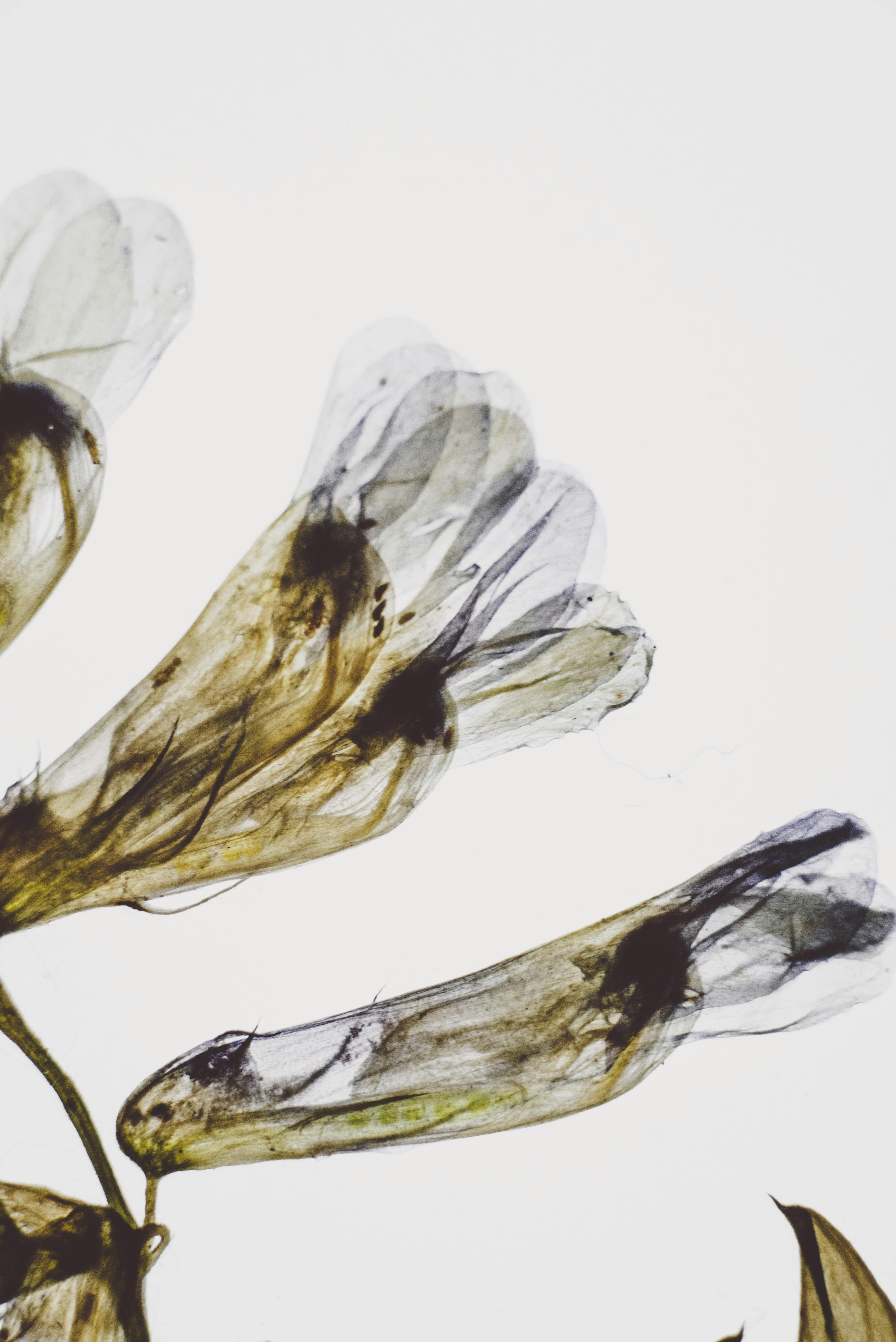 Scanned Flower Petals · Free Stock Photo