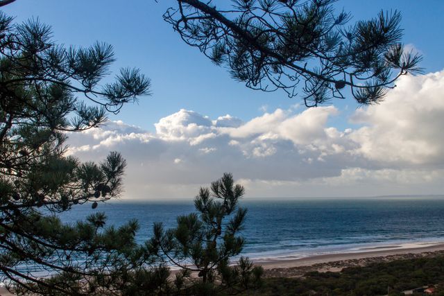 Soft Pine Tree: Unique Features You Need to Know
