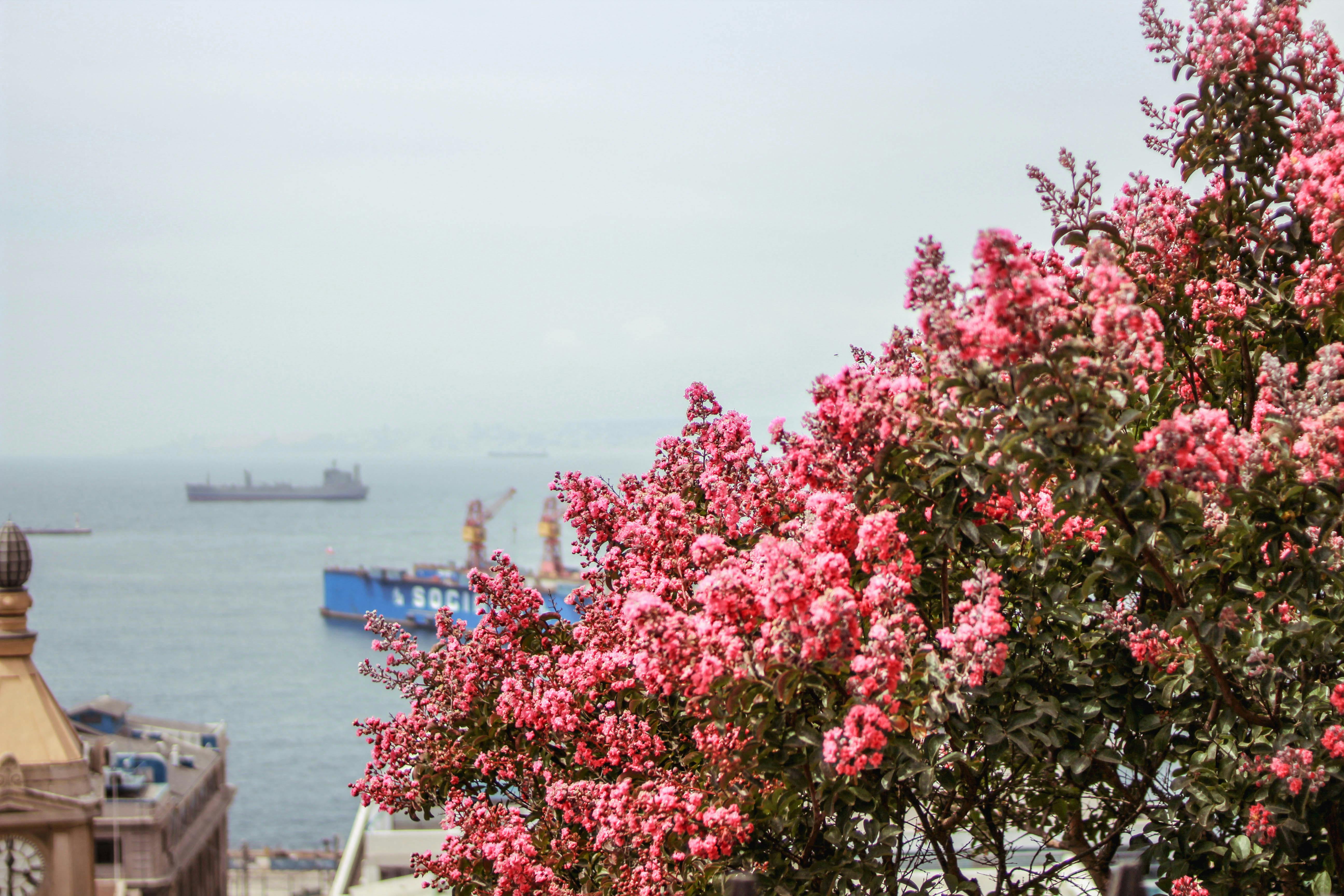Flower Port Photos, Download The BEST Free Flower Port Stock Photos ...