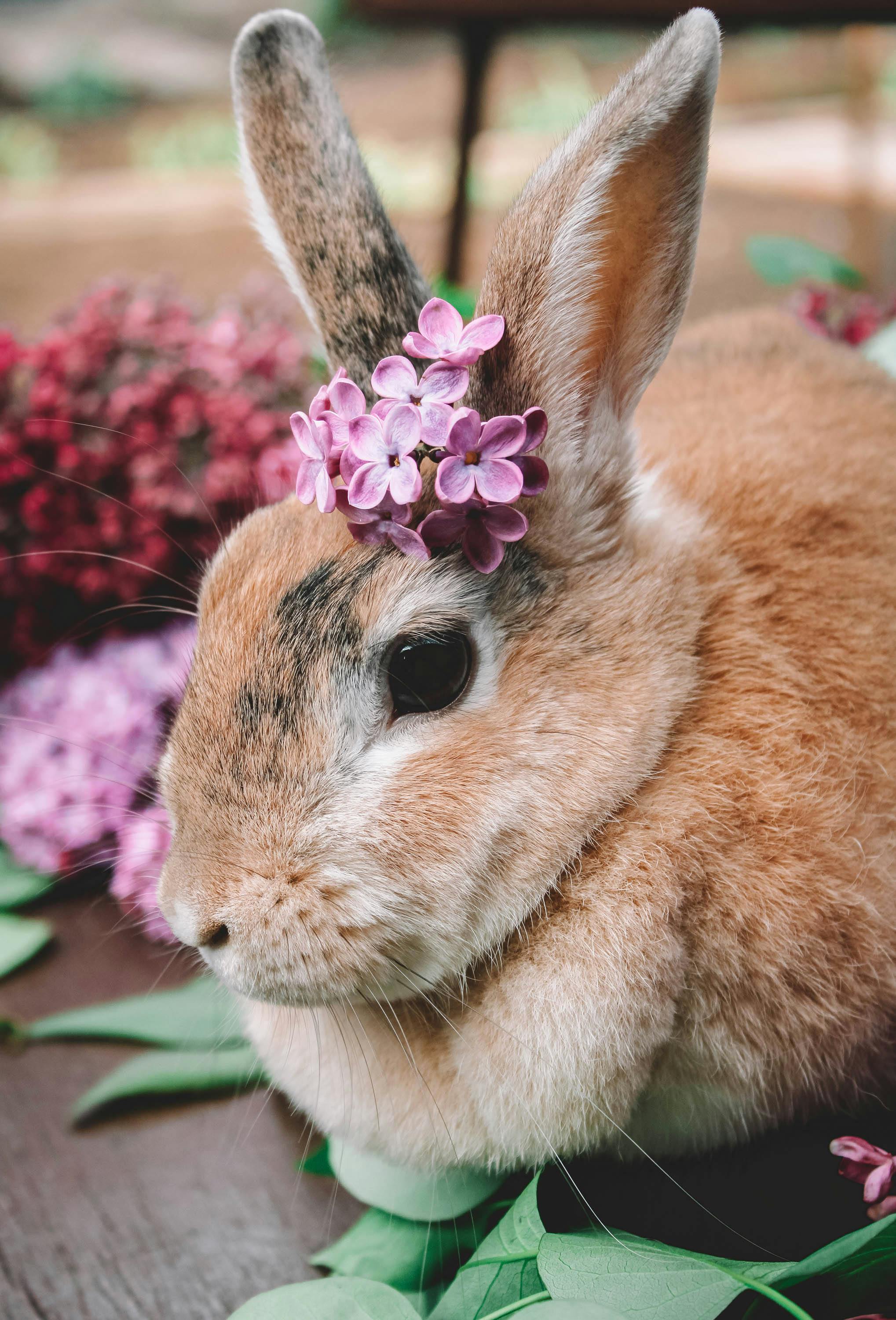 Brown Rabbit beside Red and Pink Flowers · Free Stock Photo