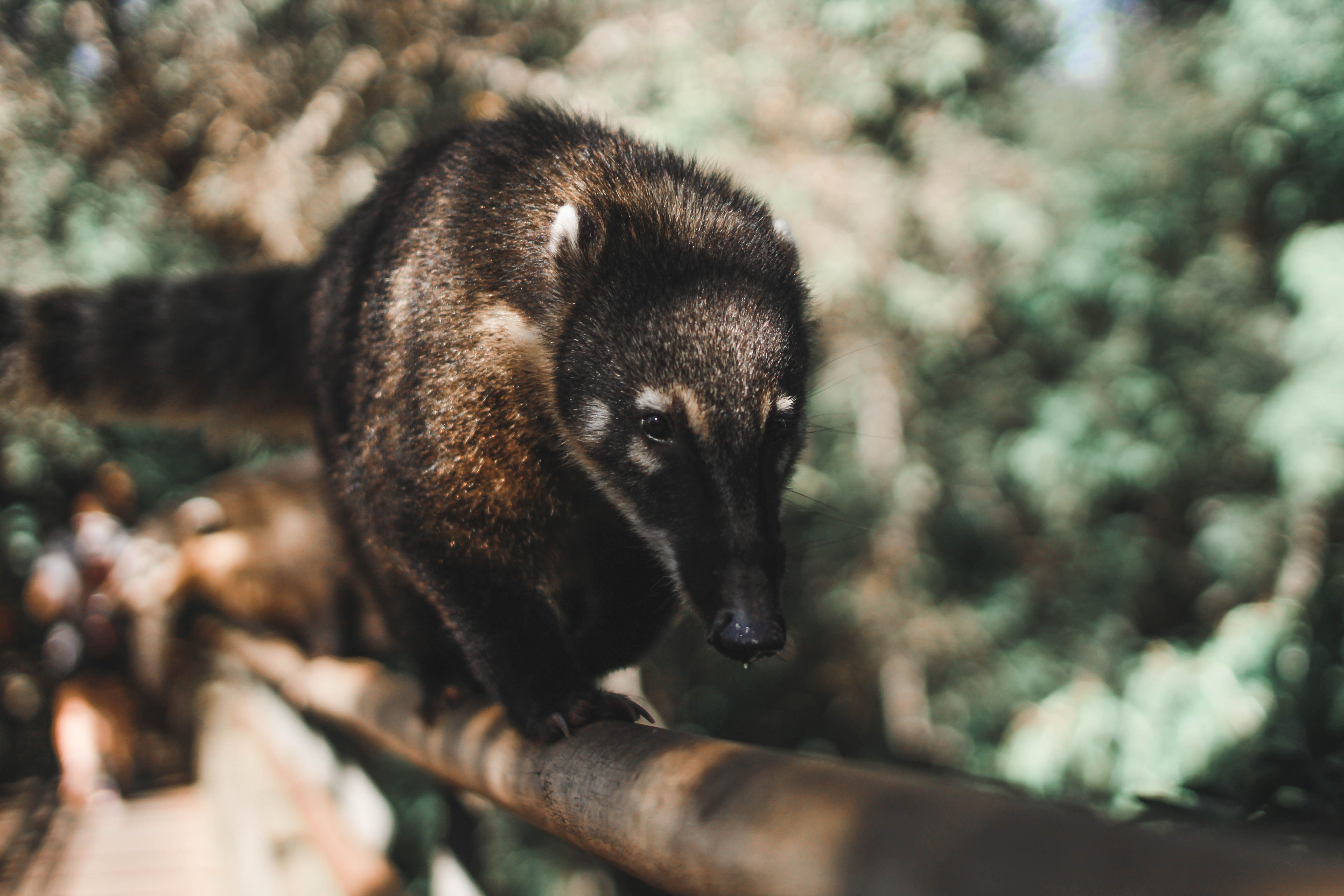 Close Up Shot of a Rodent · Free Stock Photo