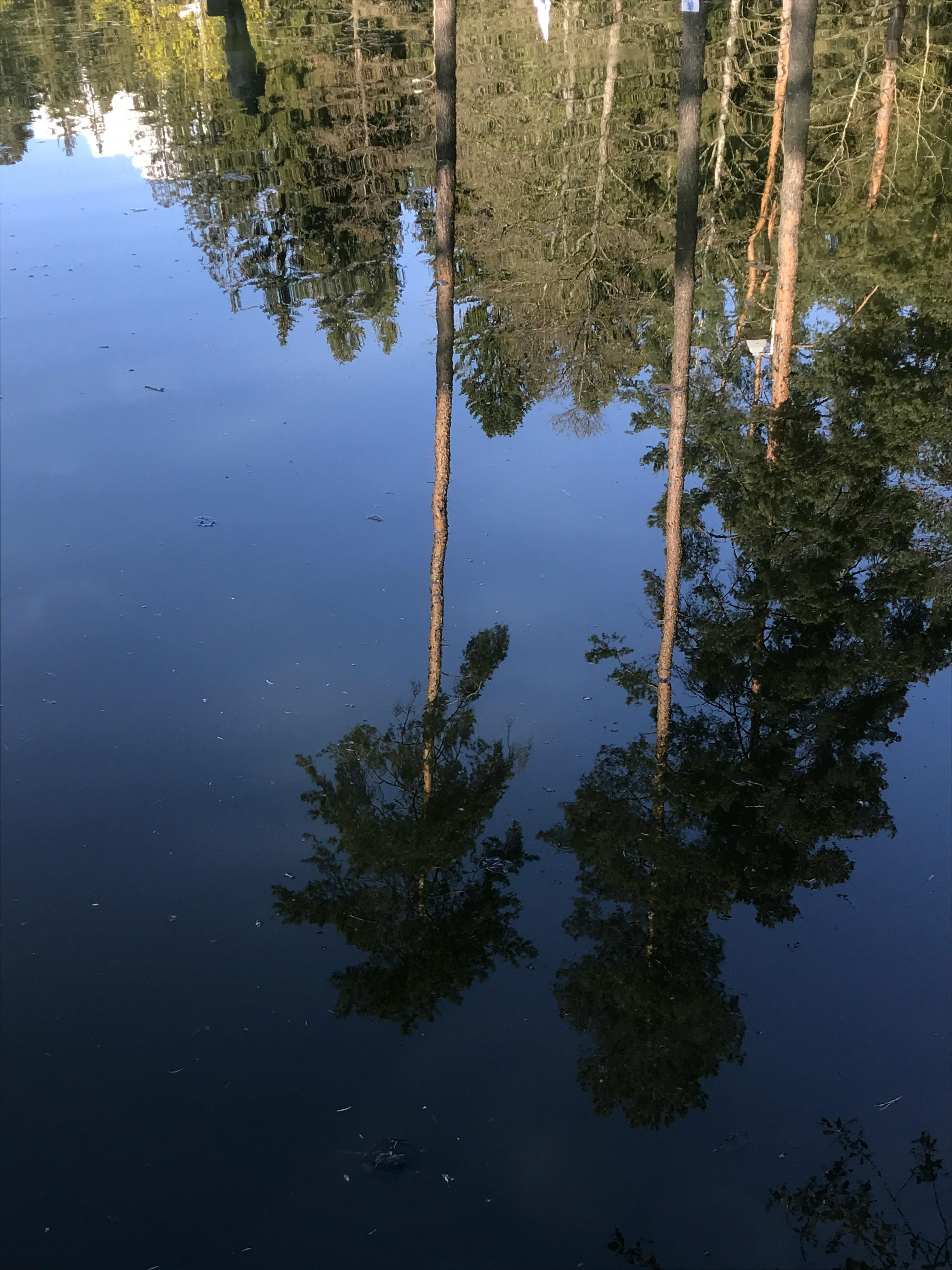 Reflection of Trees on Water Surface · Free Stock Photo