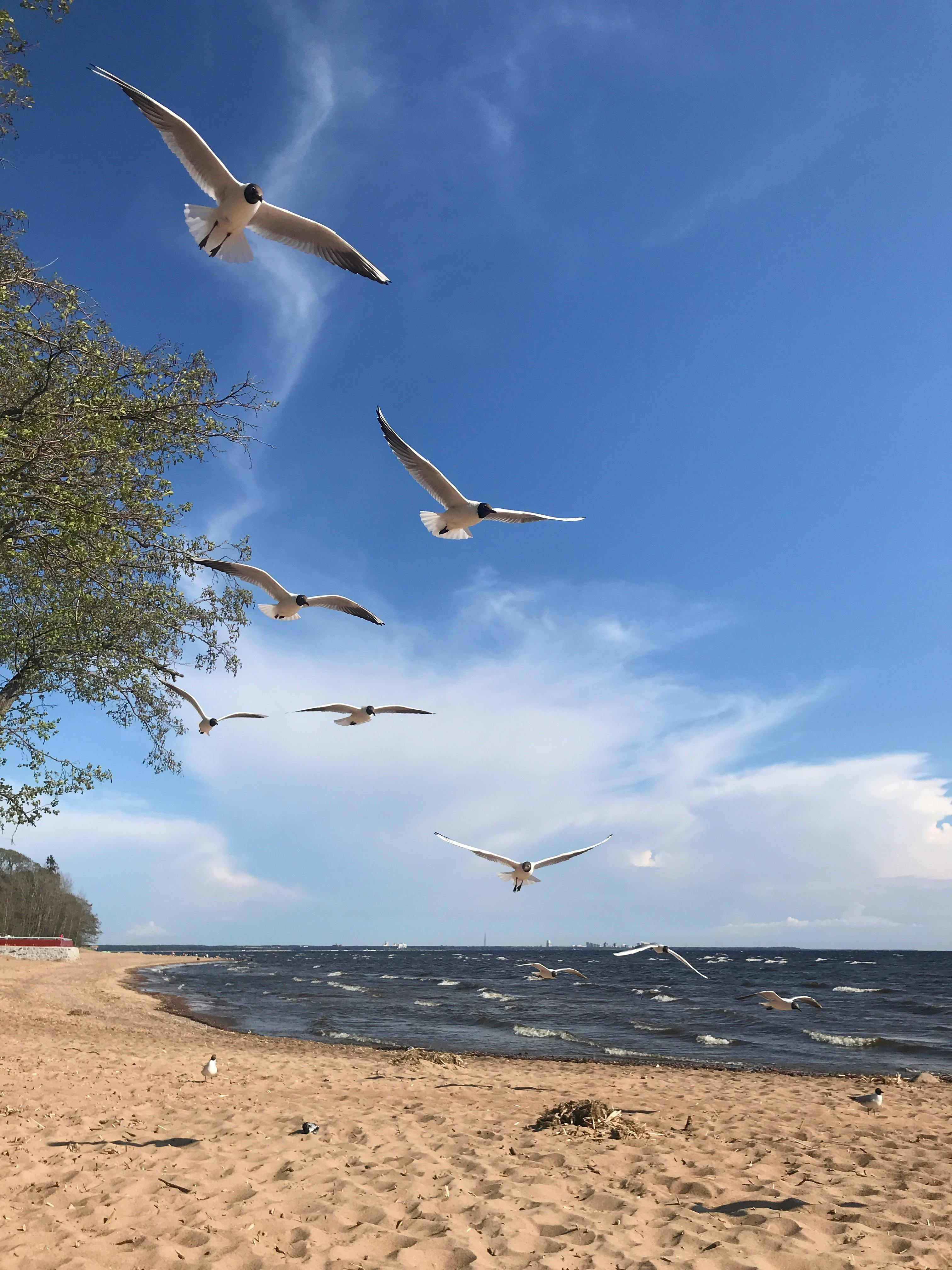 Seagulls Flying over Beach · Free Stock Photo
