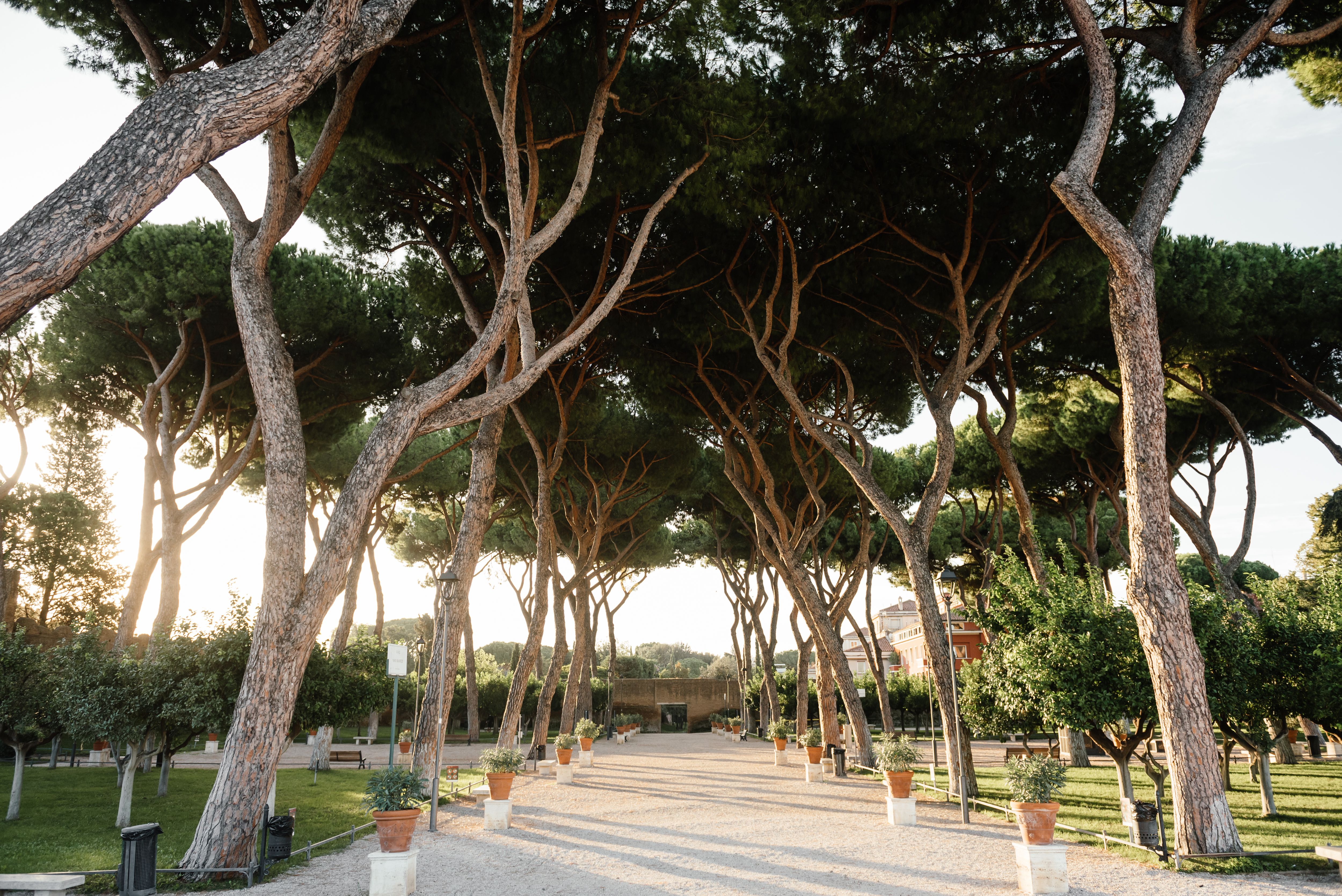 Green Trees on a Empty Park · Free Stock Photo