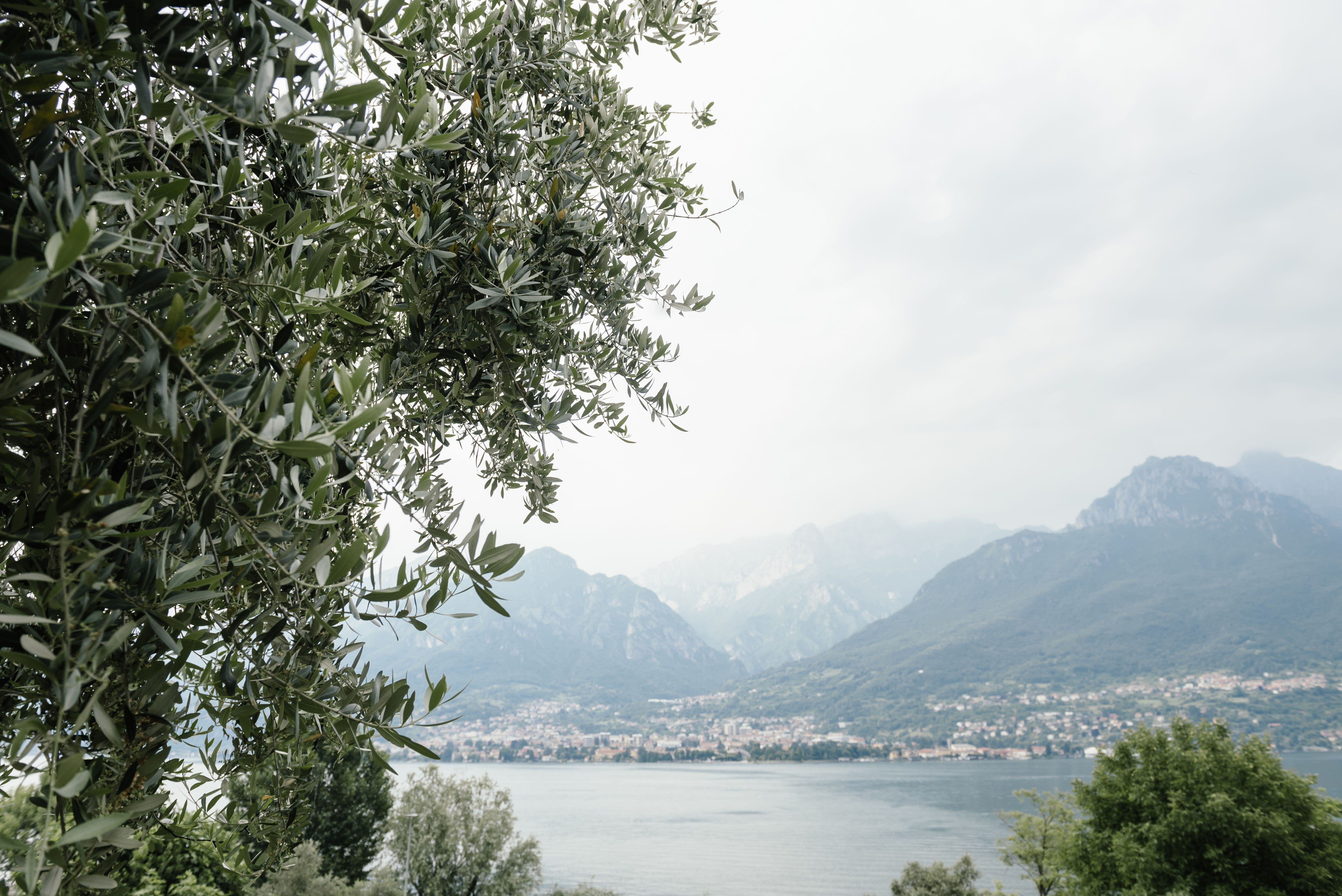 Olive Tree against Mountains · Free Stock Photo