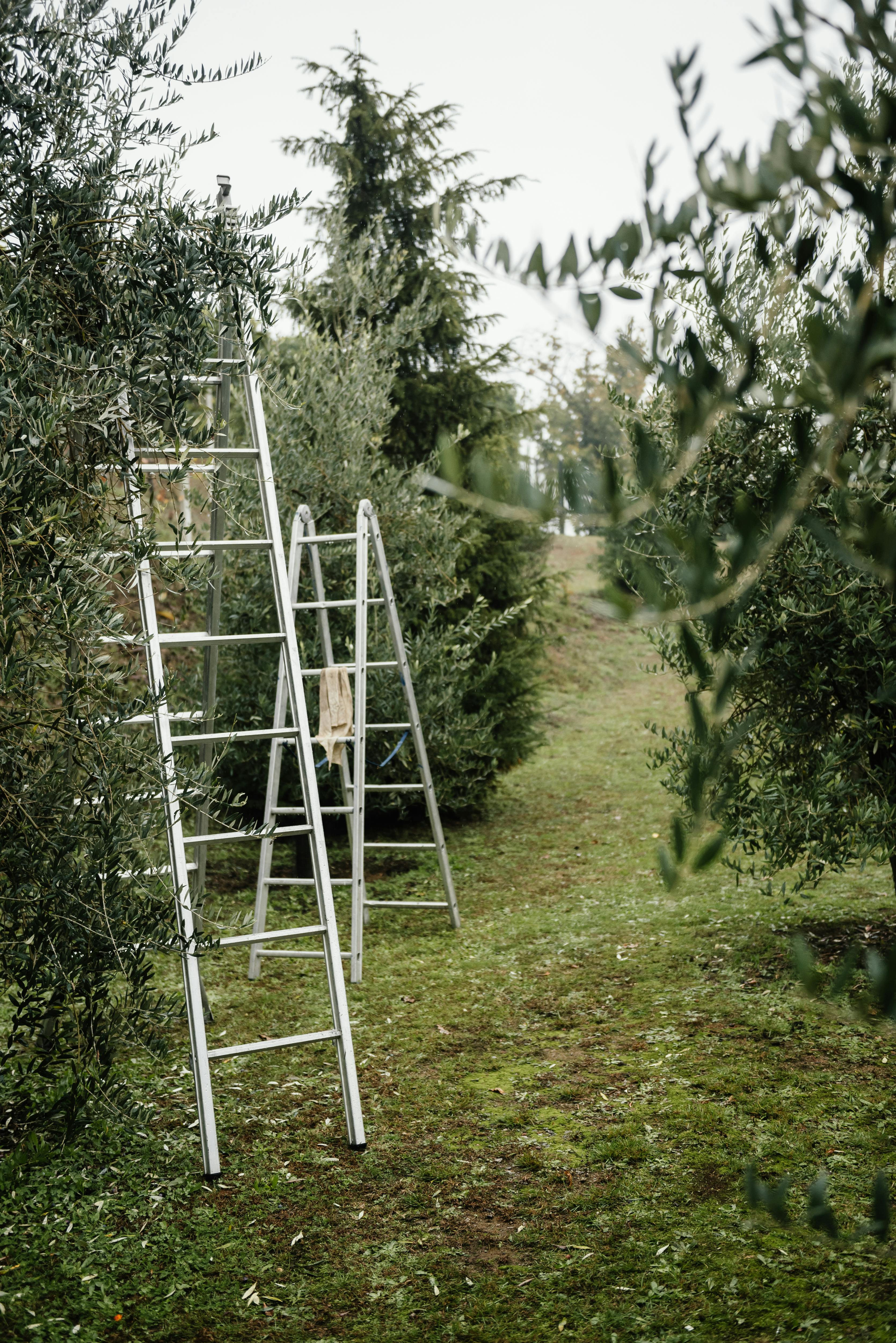 Ladders near Trees in Garden · Free Stock Photo