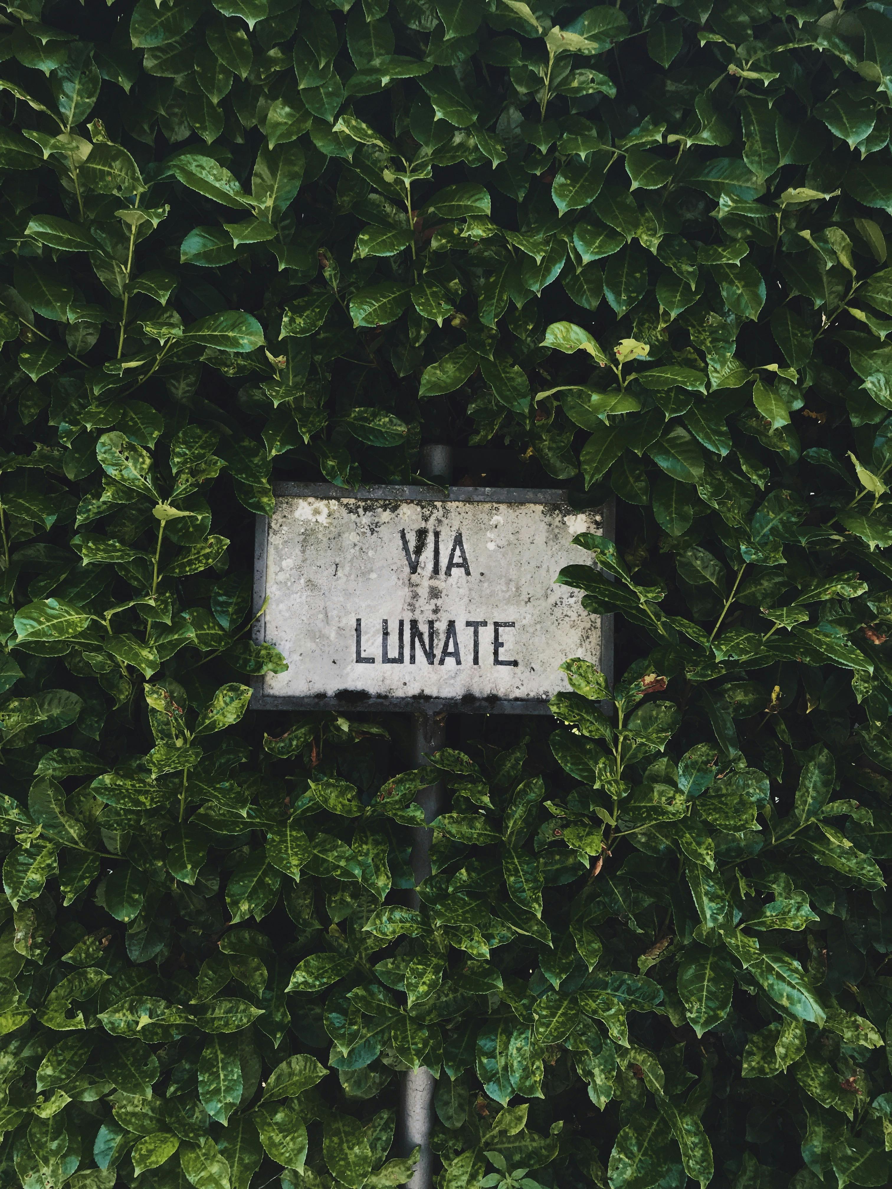 White Text Sign on Green Plants · Free Stock Photo