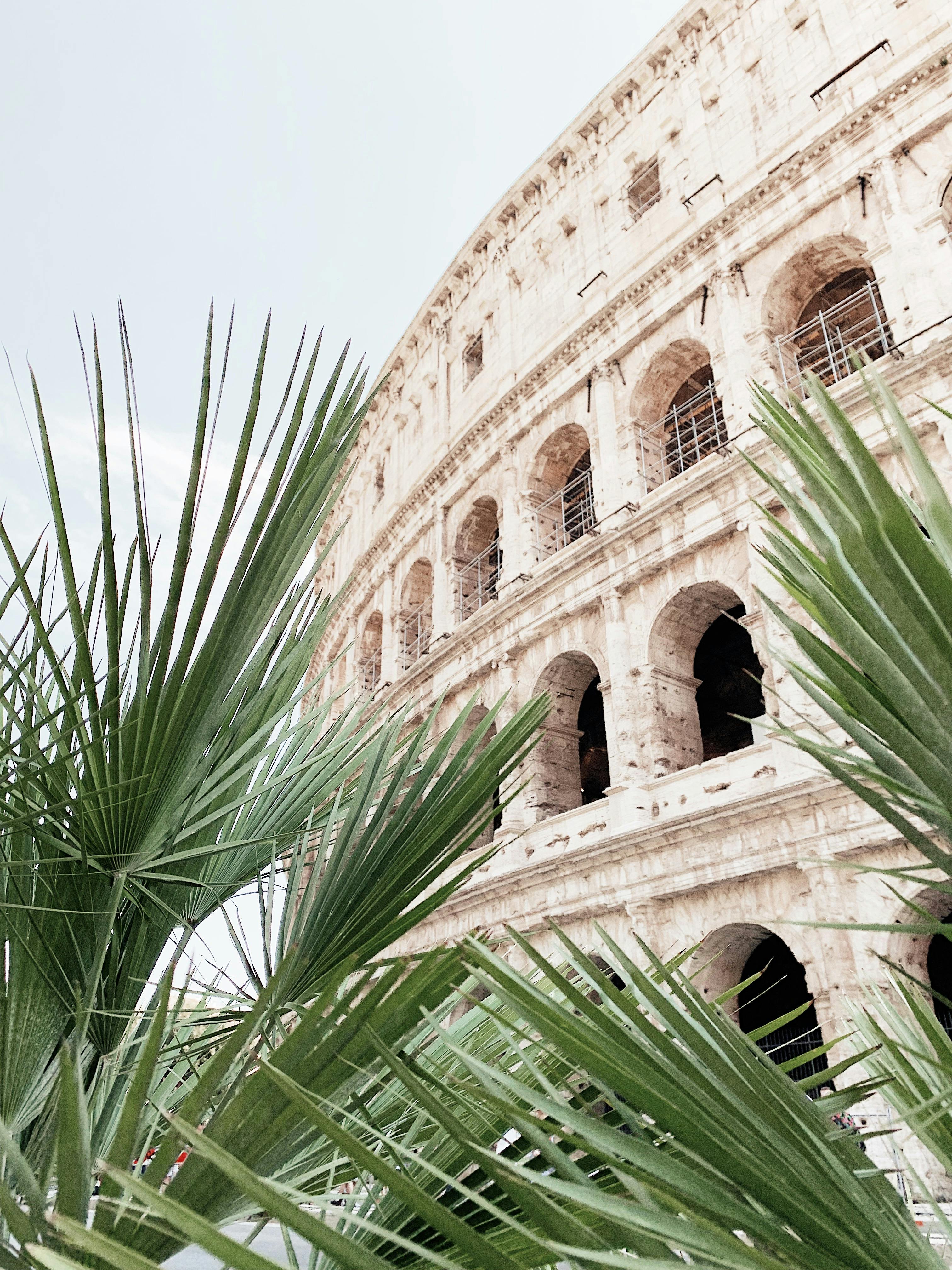 Green Plant near Colosseum Building · Free Stock Photo