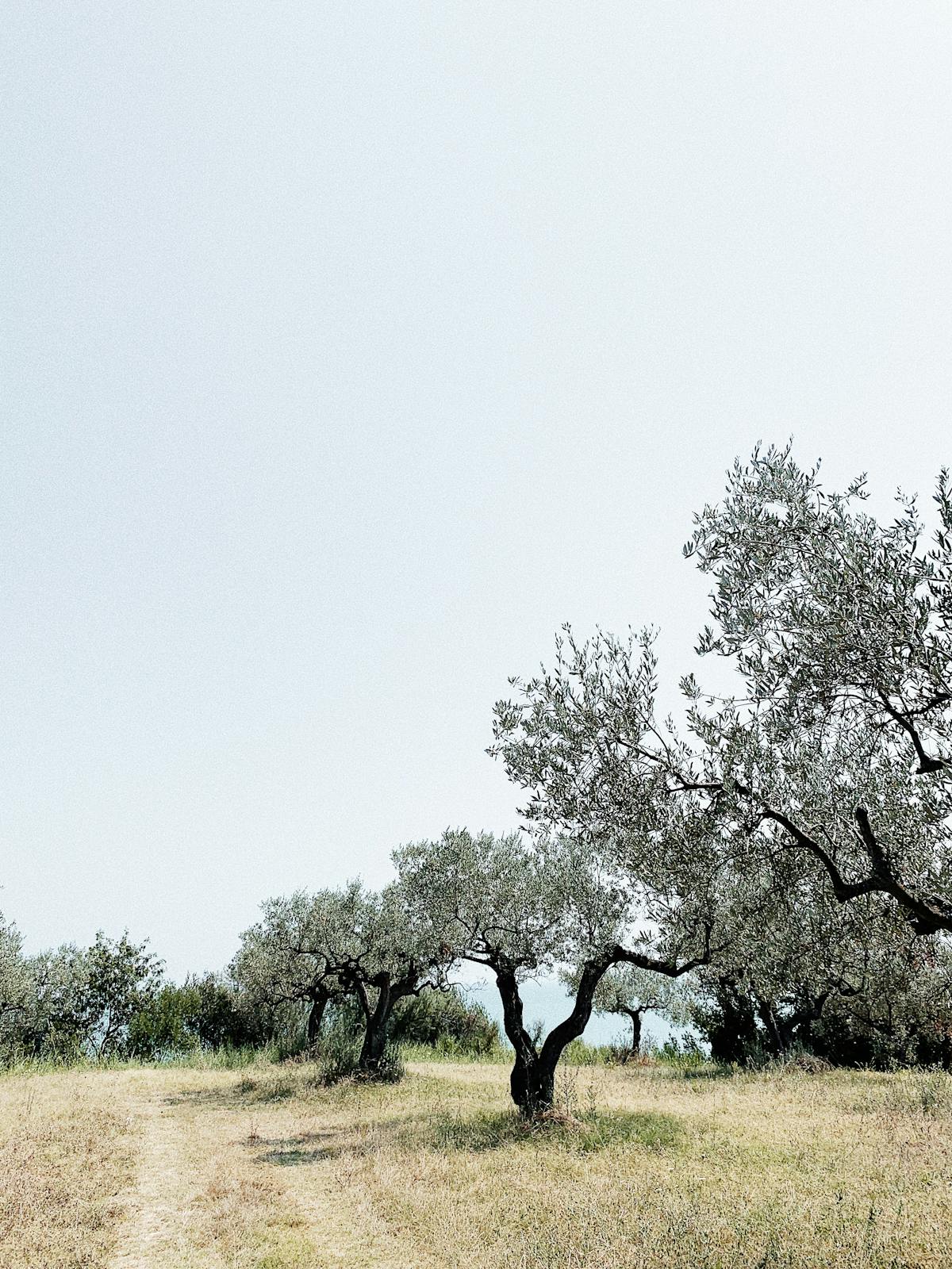 Olive Tree Photos, Download The BEST Free Olive Tree Stock Photos & HD ...