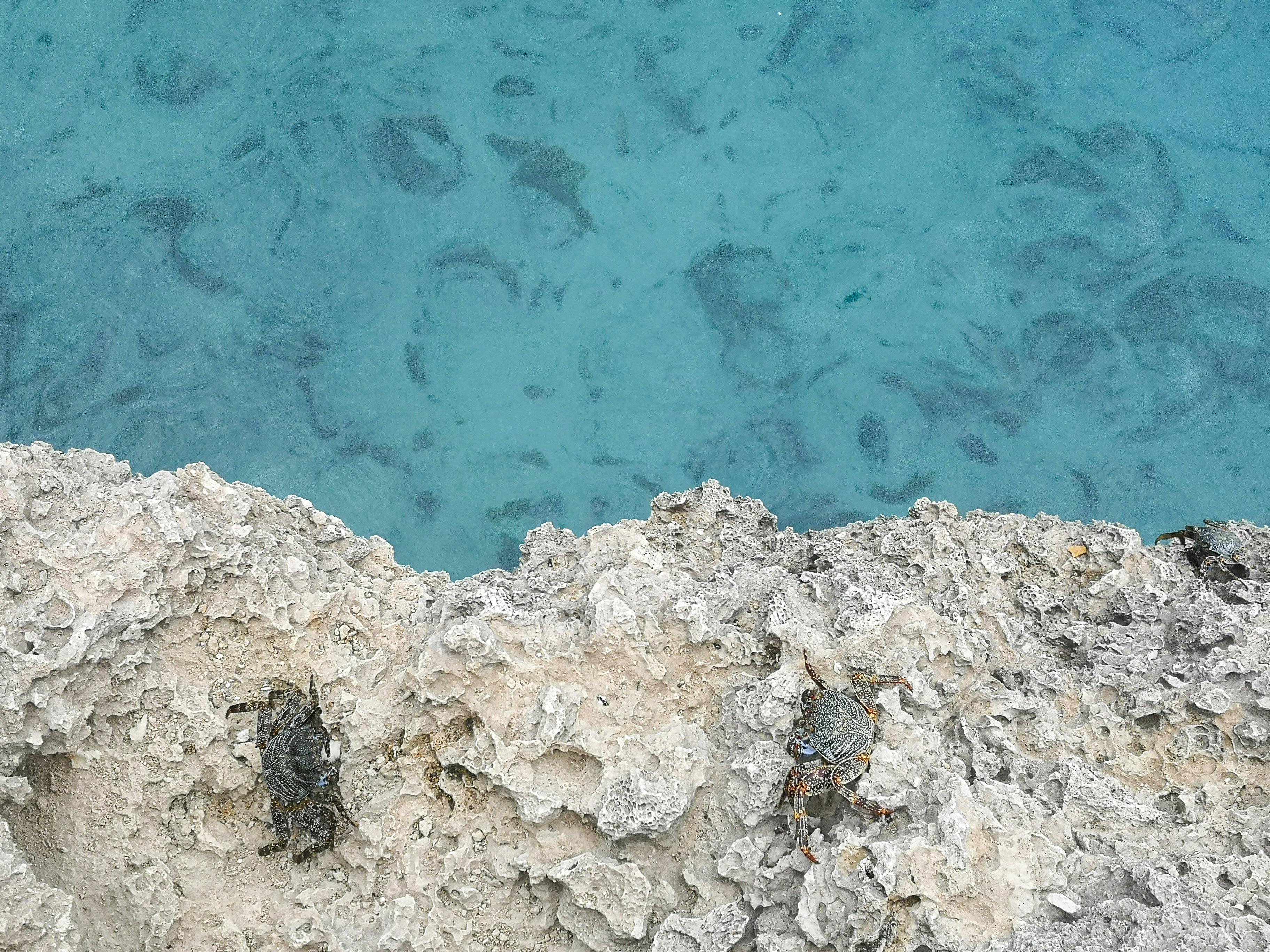 Line De Crabs Photos, Download The BEST Free Line De Crabs Stock Photos ...