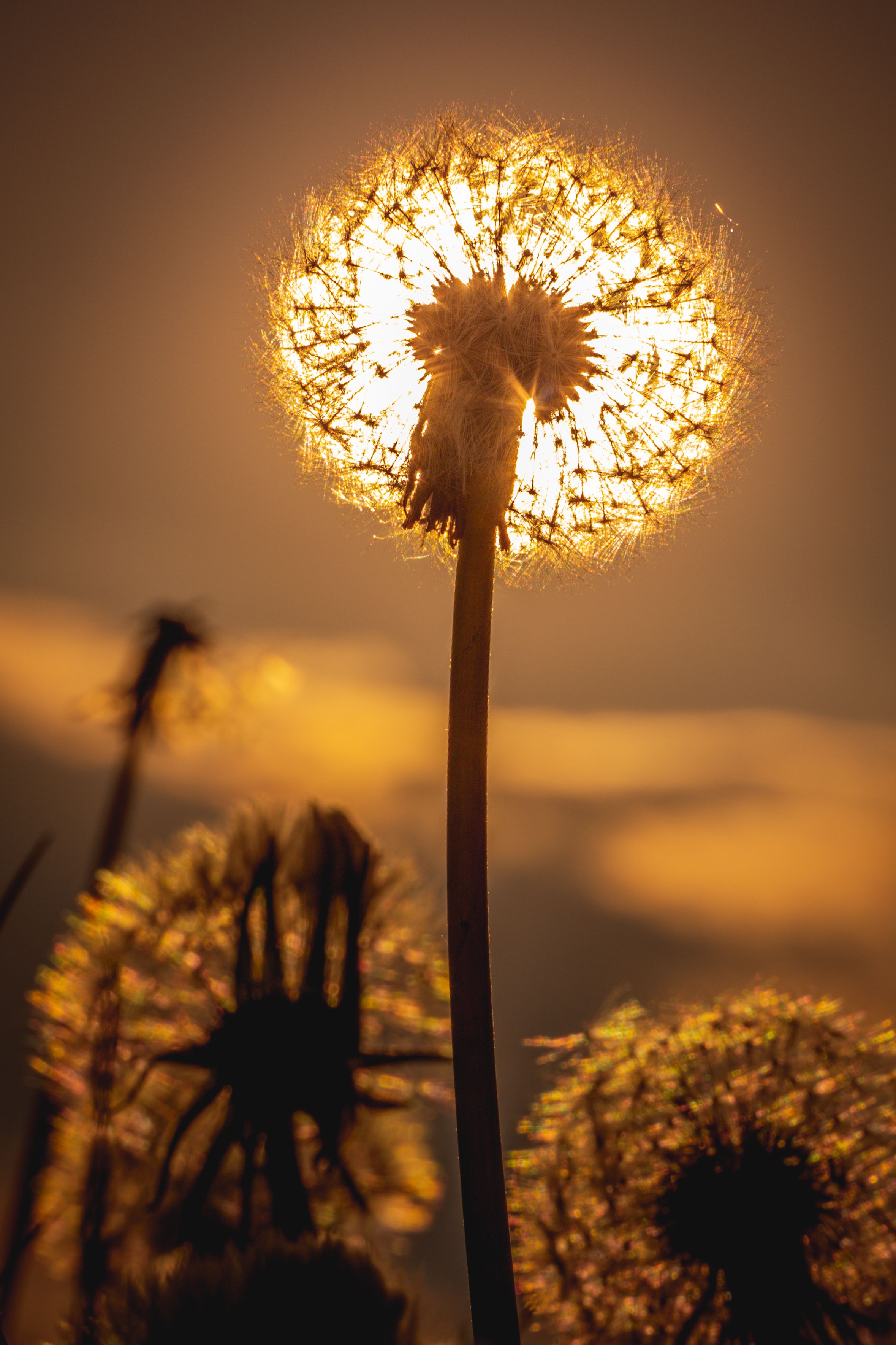 Dandelion · Free Stock Photo
