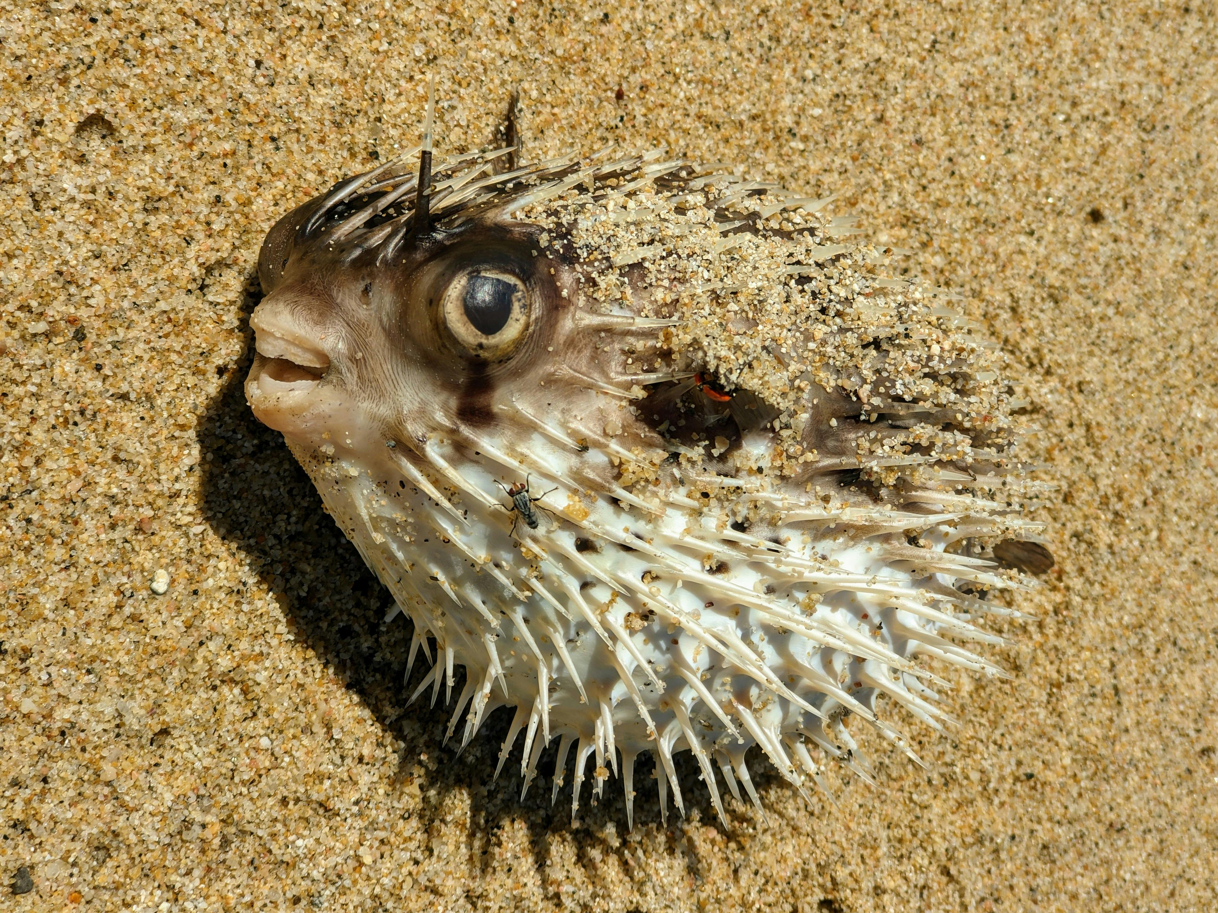 Pufferfish on Brown Sand · Free Stock Photo