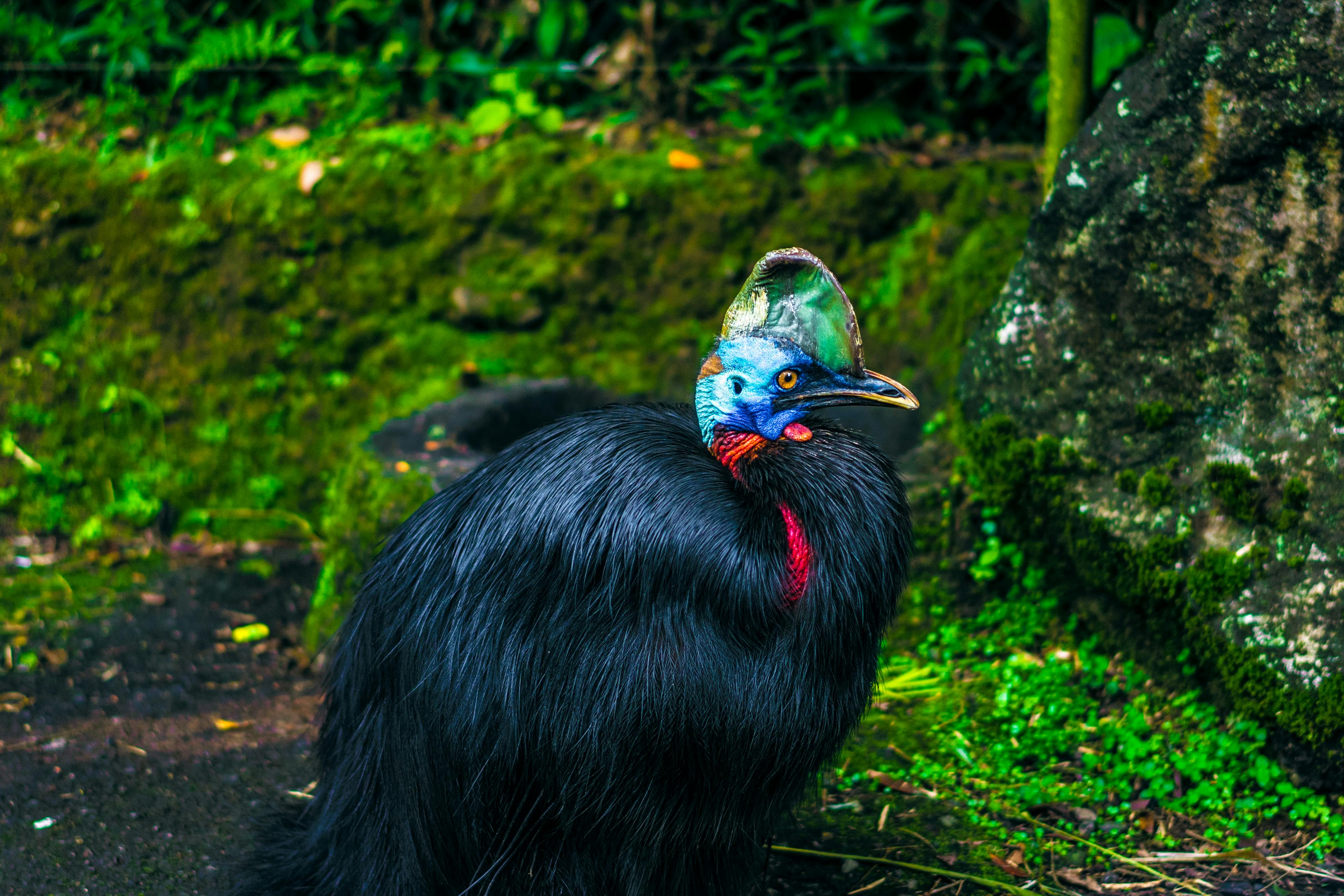 Protecting Australian Bird Cassowary Ecosystems Naturally