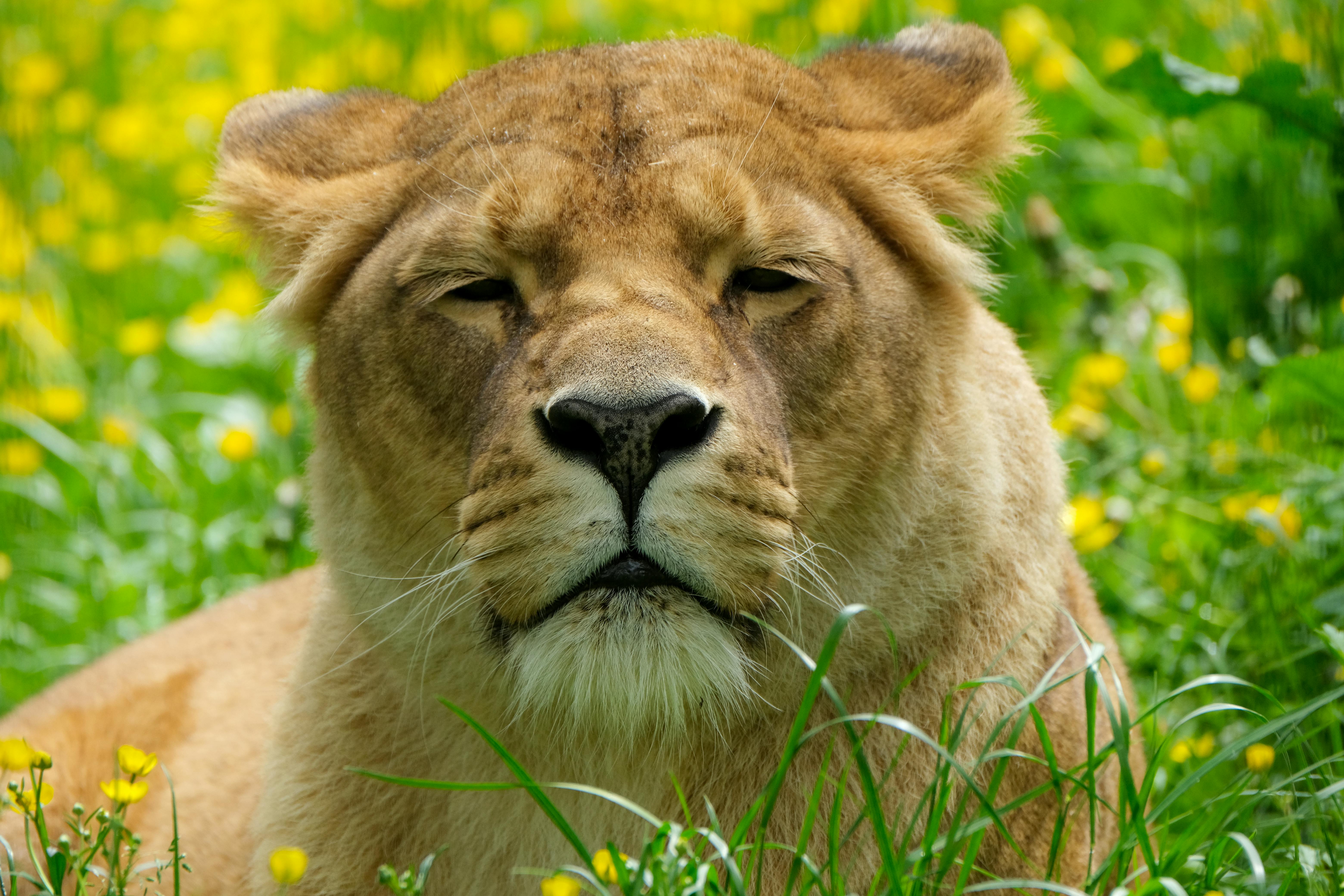 Close-Up Shot of Cute Lioness · Free Stock Photo