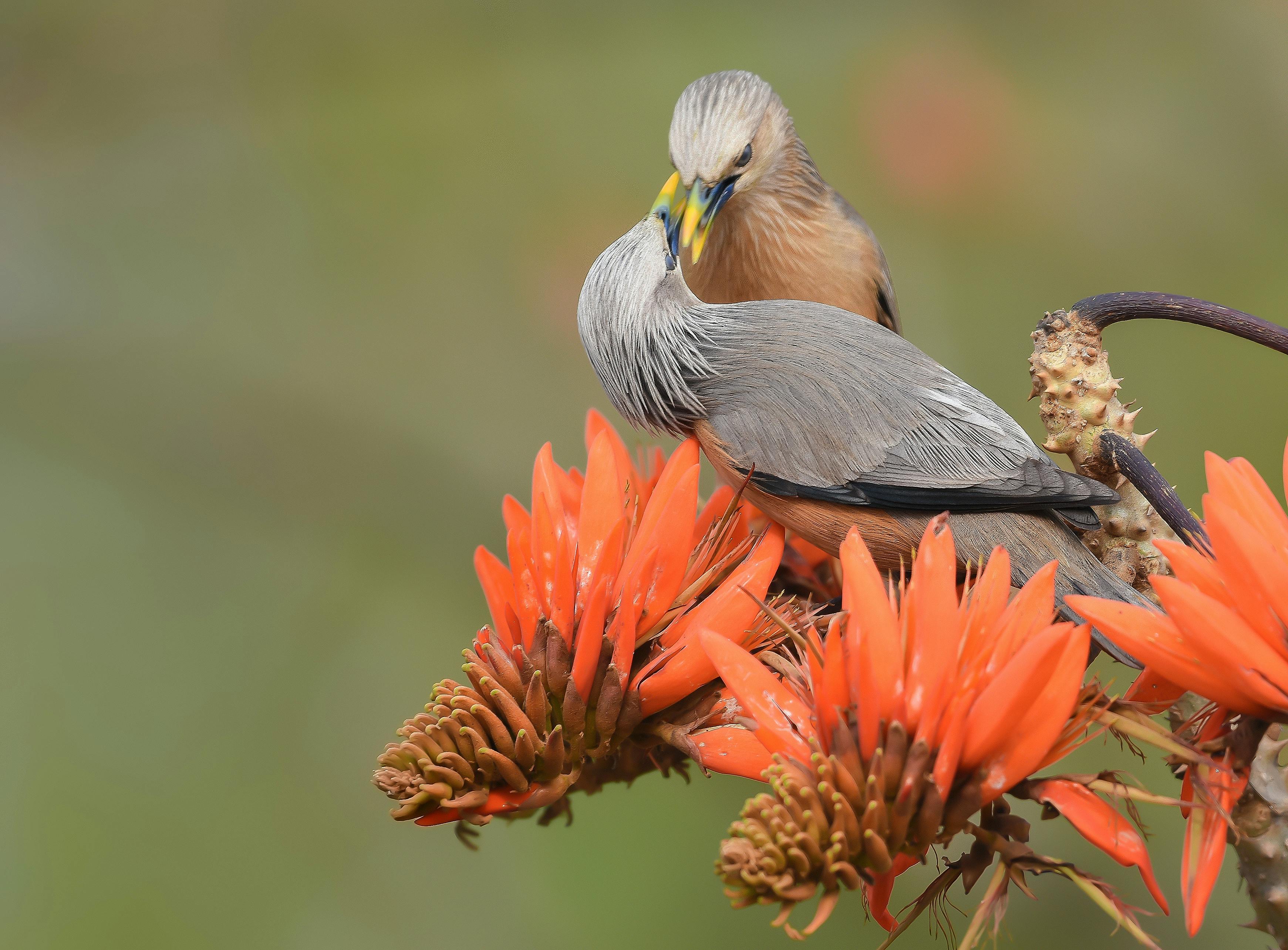 Red and Green Bird on Tree Branch · Free Stock Photo