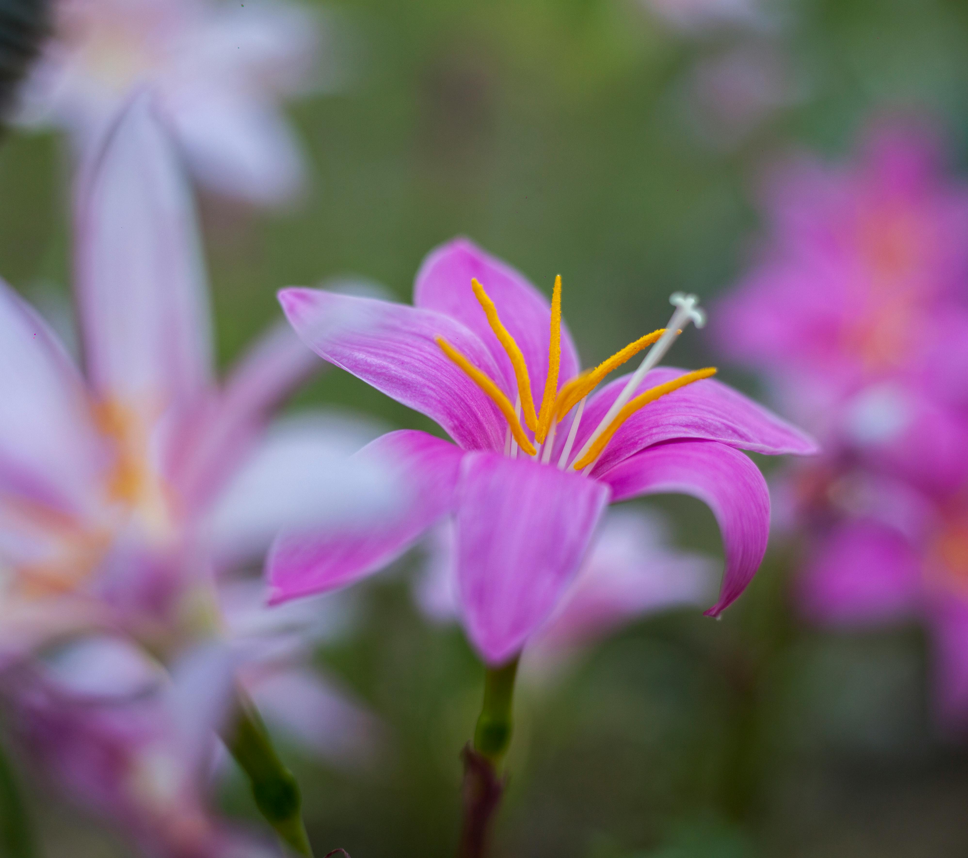 Lilium Flower with Buds · Free Stock Photo