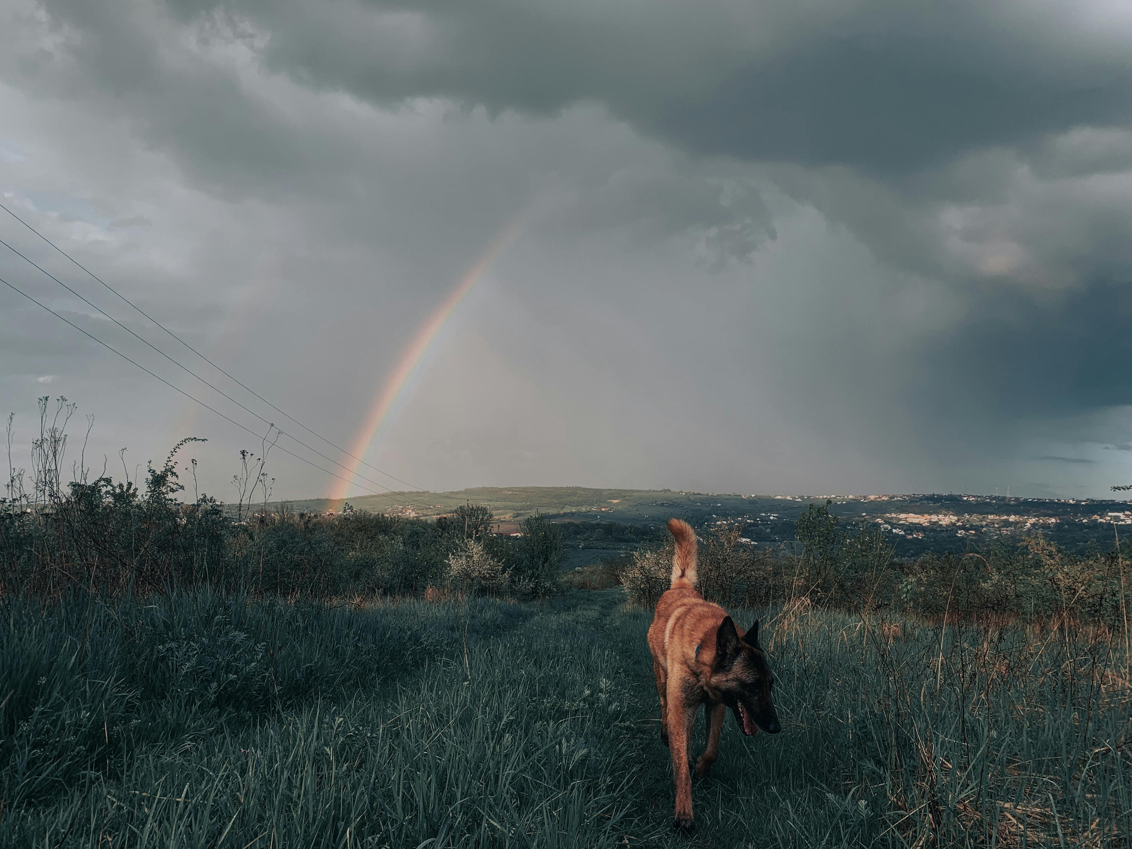 Rainbow Hunting Photos, Download The BEST Free Rainbow Hunting Stock ...