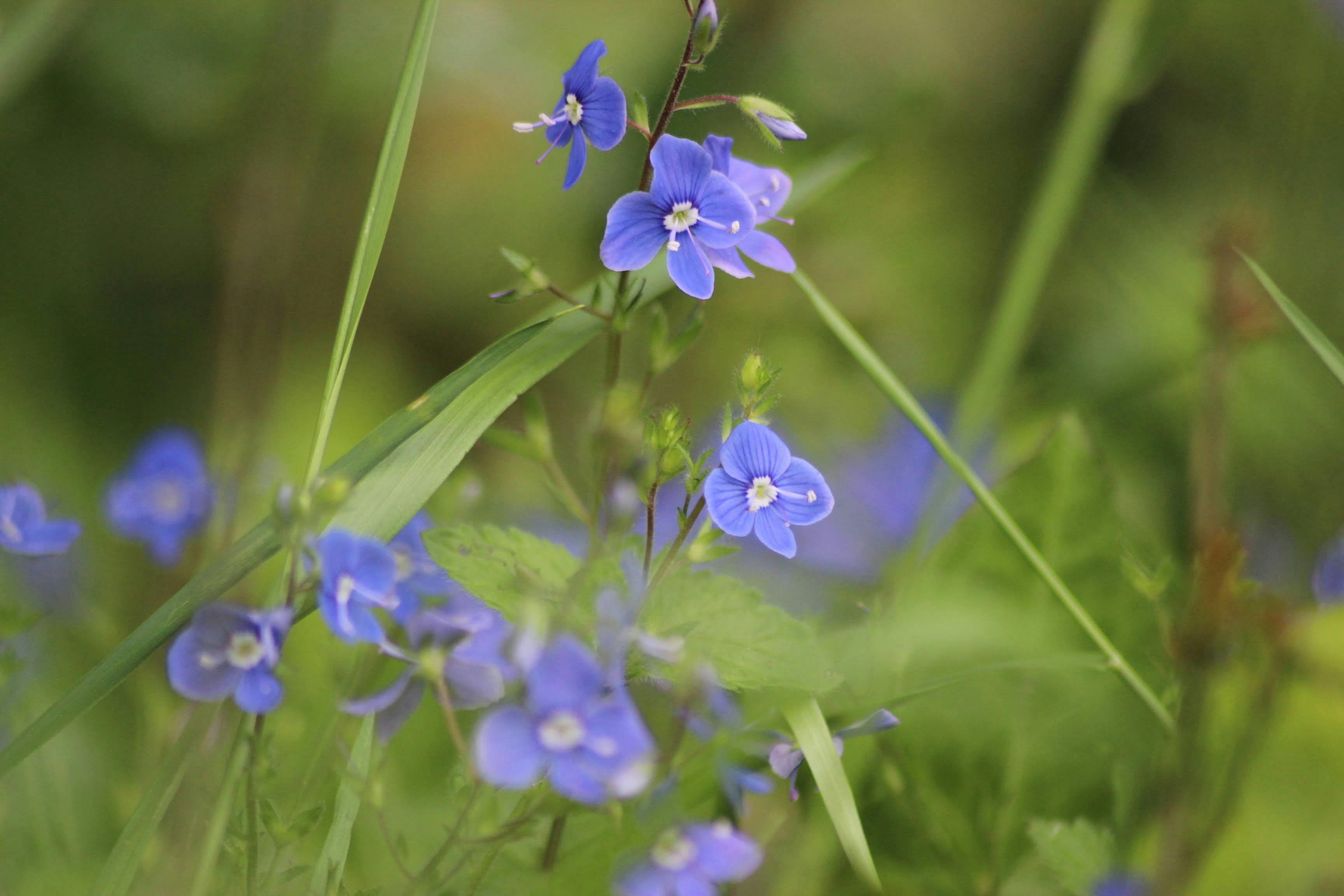 Purple and Green Plant With Black Background · Free Stock Photo