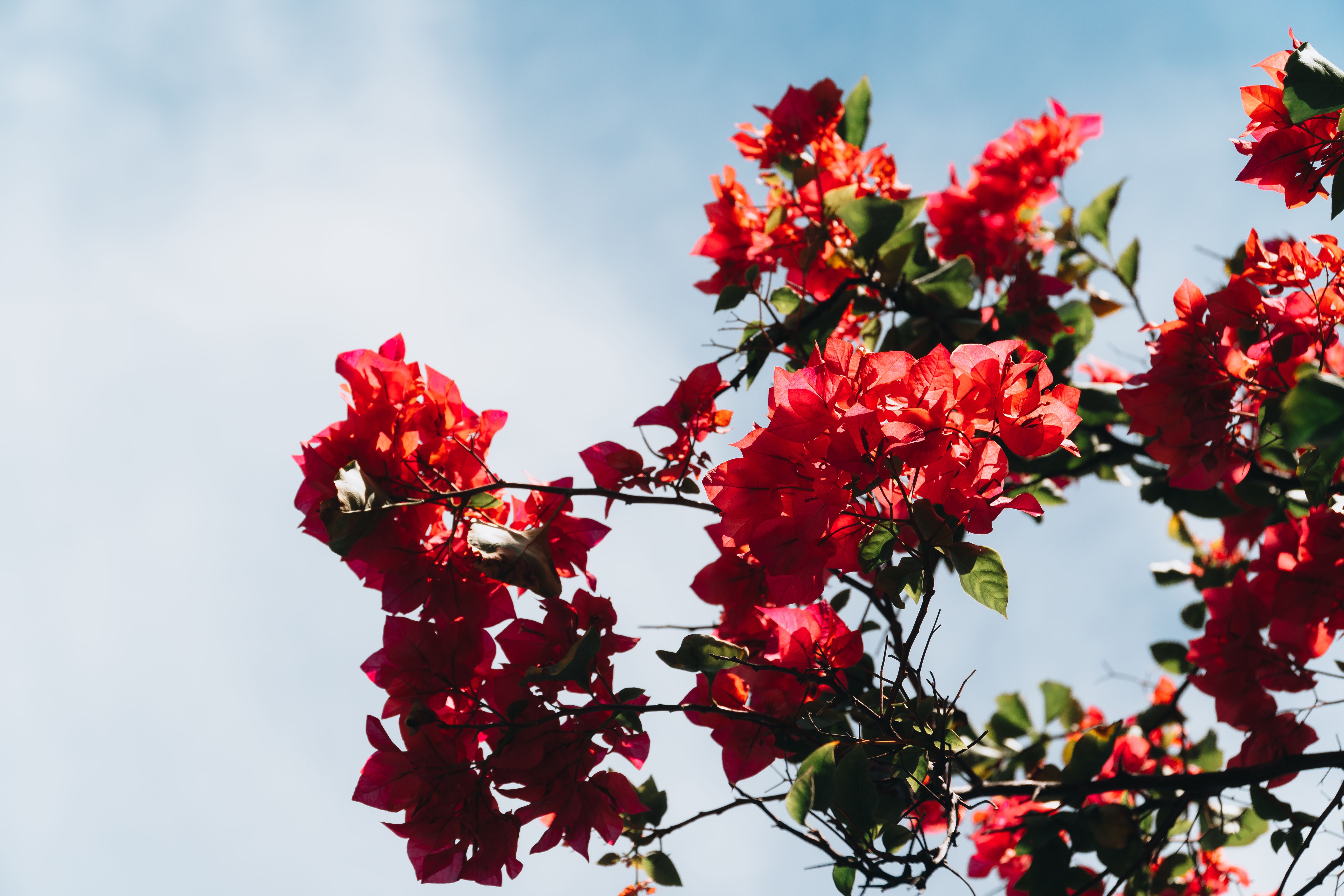 White blooming flower on thin stem · Free Stock Photo