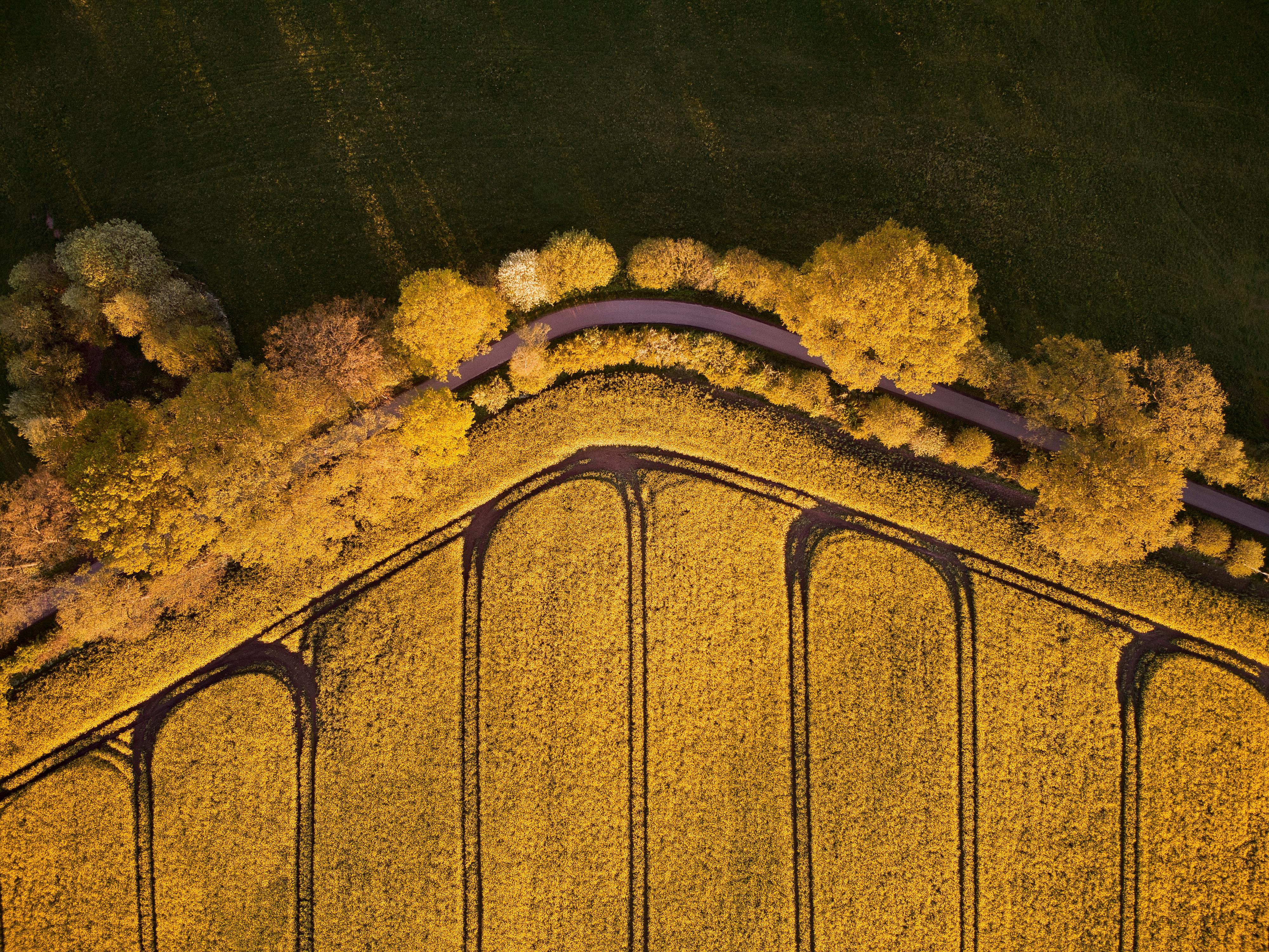 Aerial View Yellow Canola Crops · Free Stock Photo