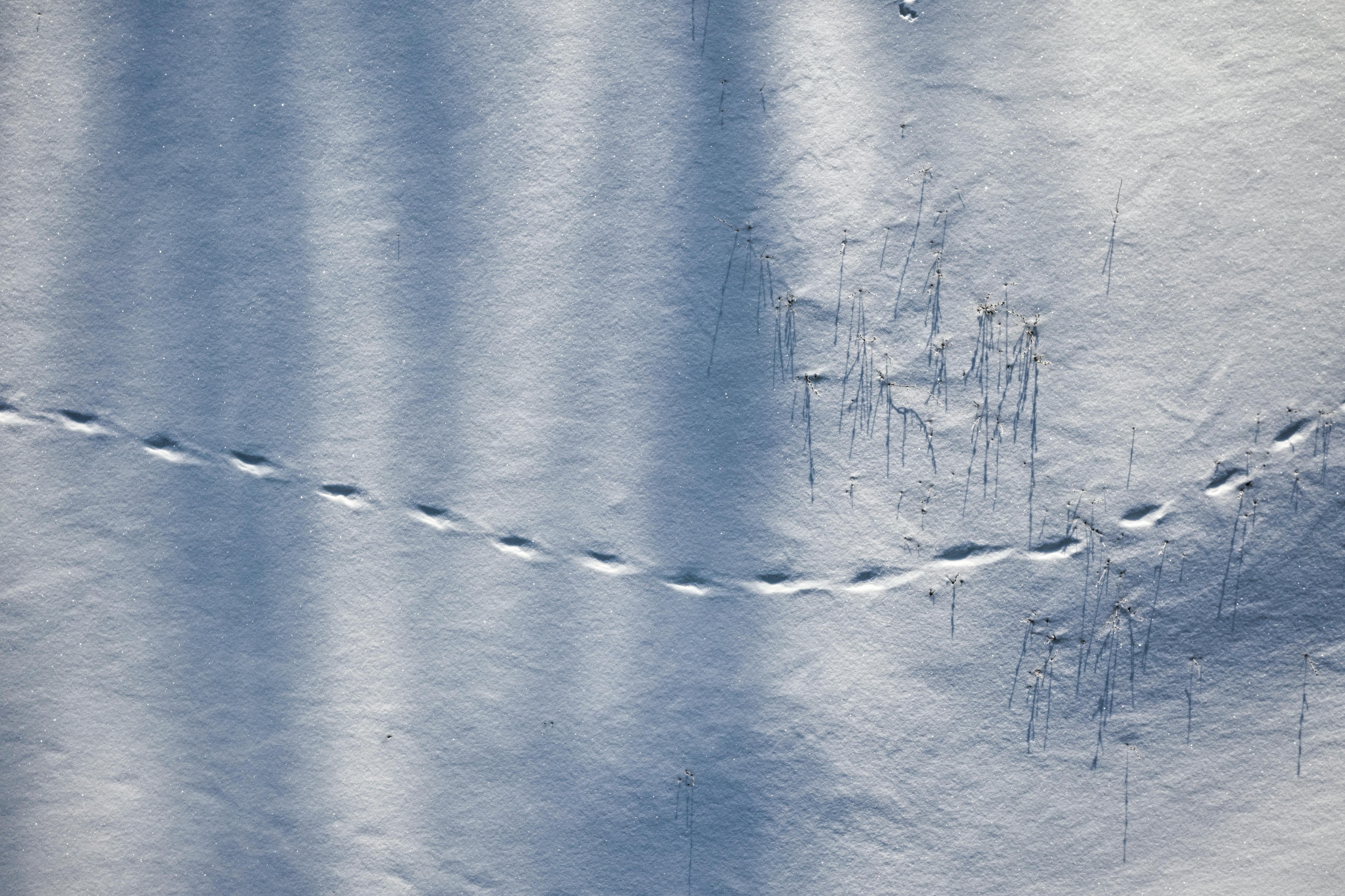 Wild Animal Tracks on a Snow Surface · Free Stock Photo