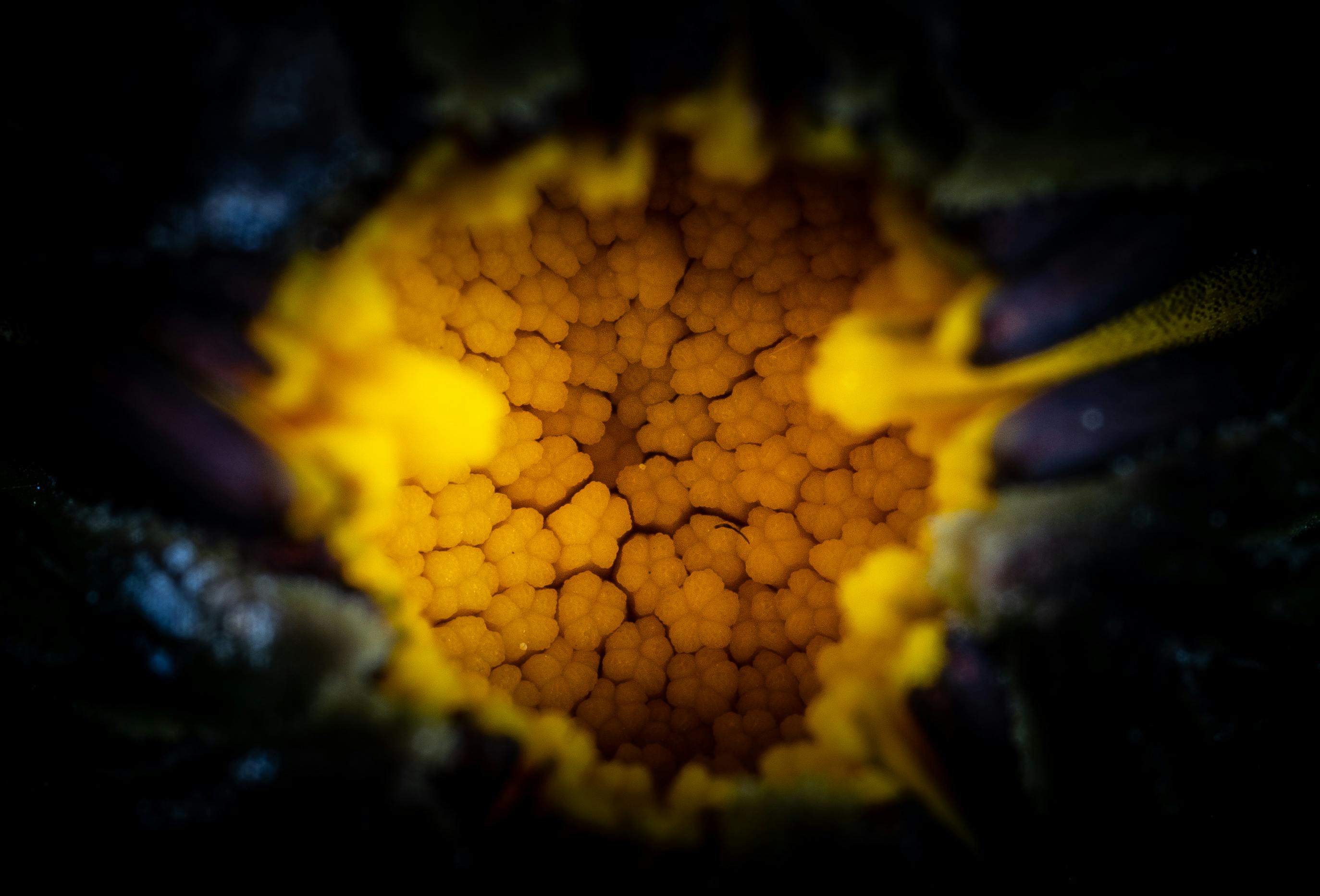 Extreme Close-up of the Center of a Flower · Free Stock Photo