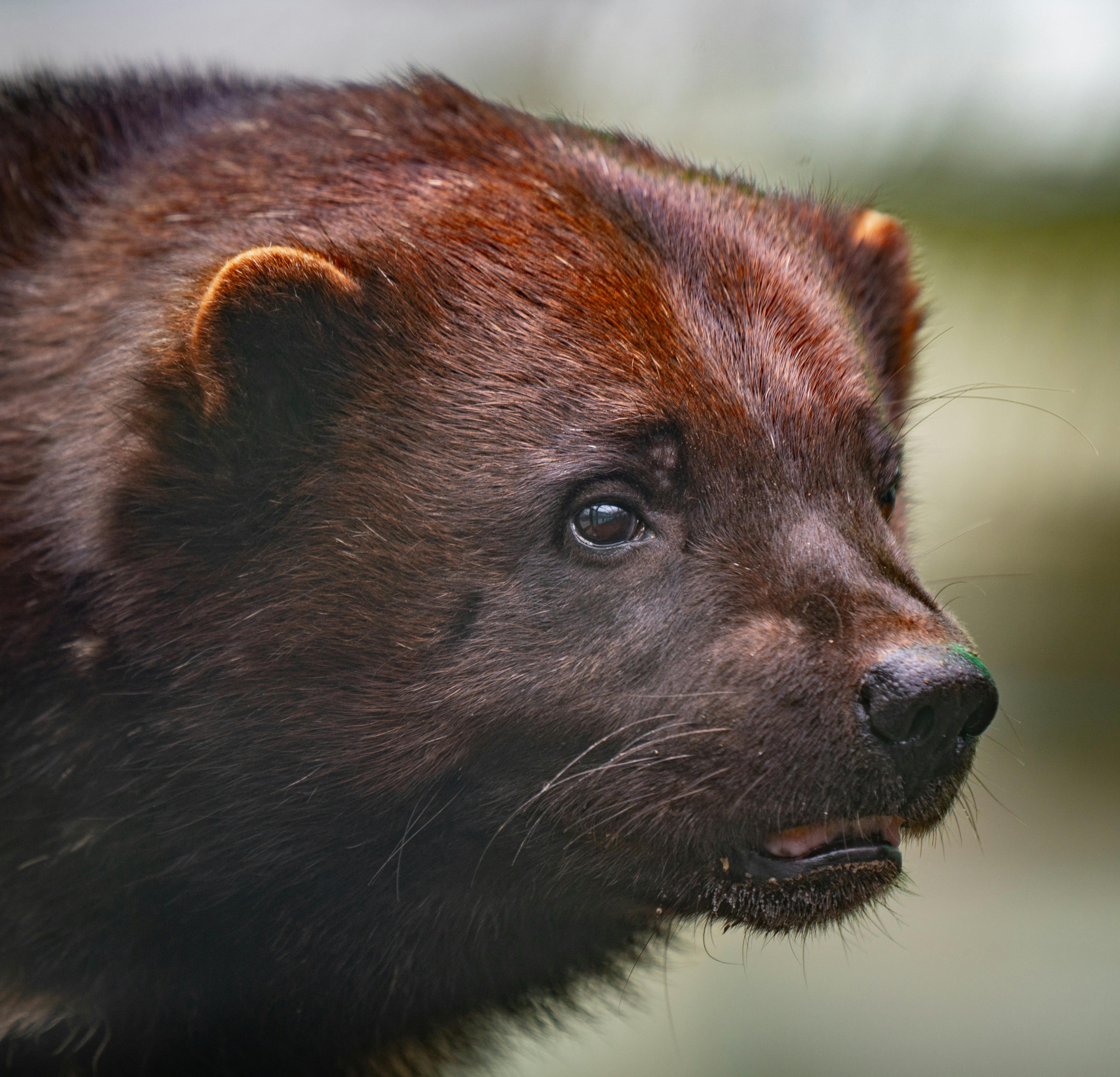 Wolverine Animal Photos, Download The BEST Free Wolverine Animal Stock ...