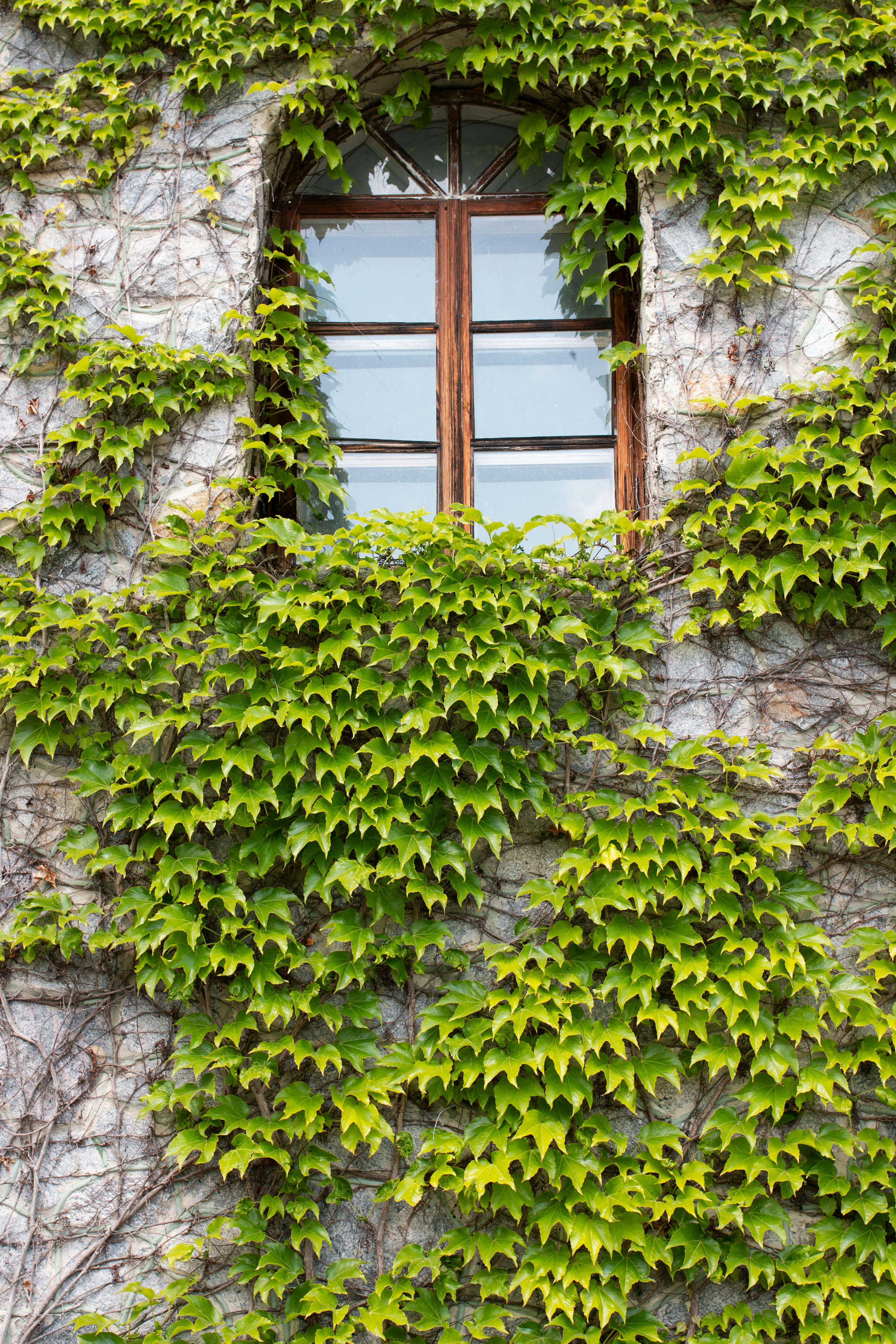 Ivy on a Building · Free Stock Photo
