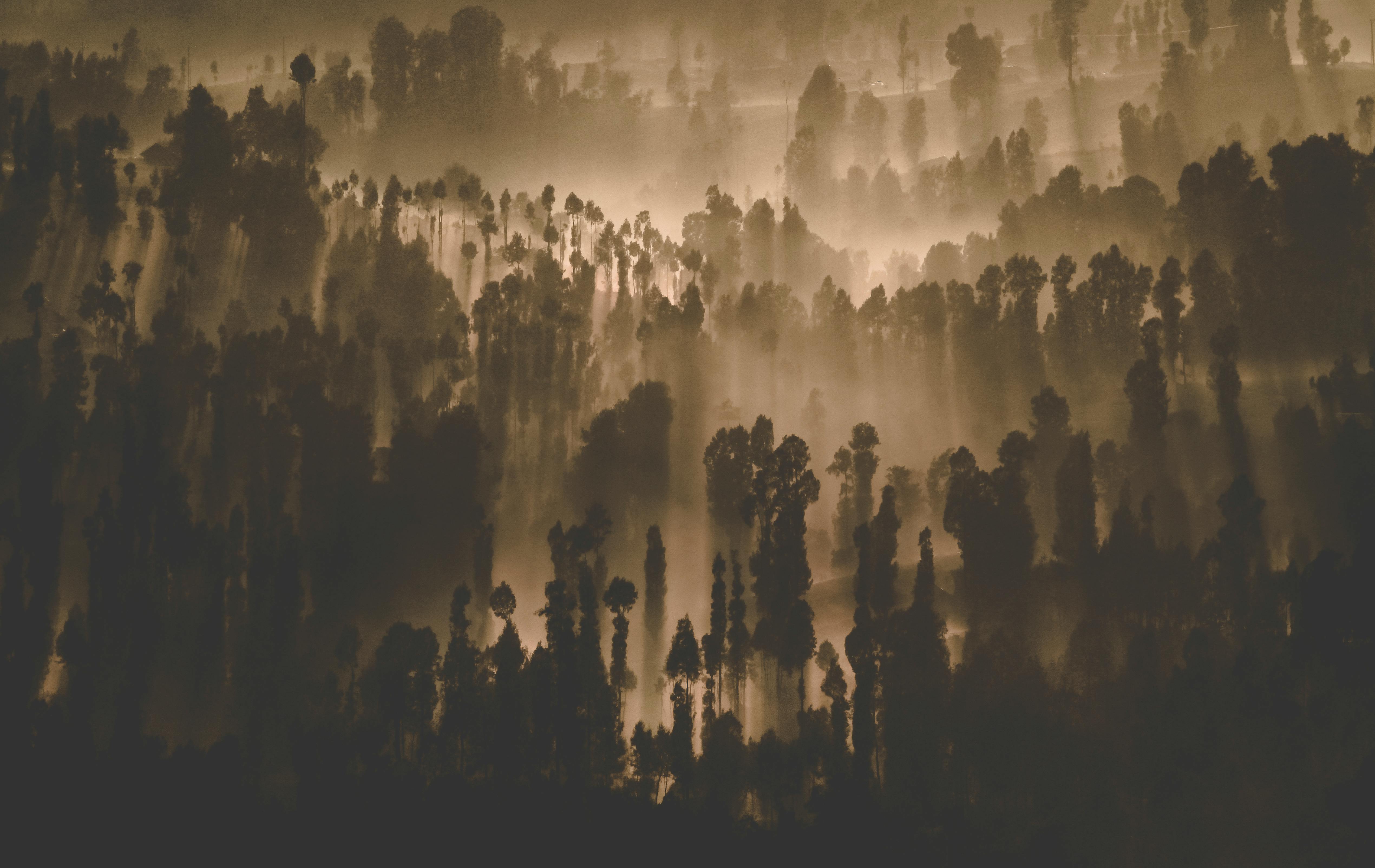 1000+ Beautiful Dark Forest Photos · Pexels · Free Stock Photos