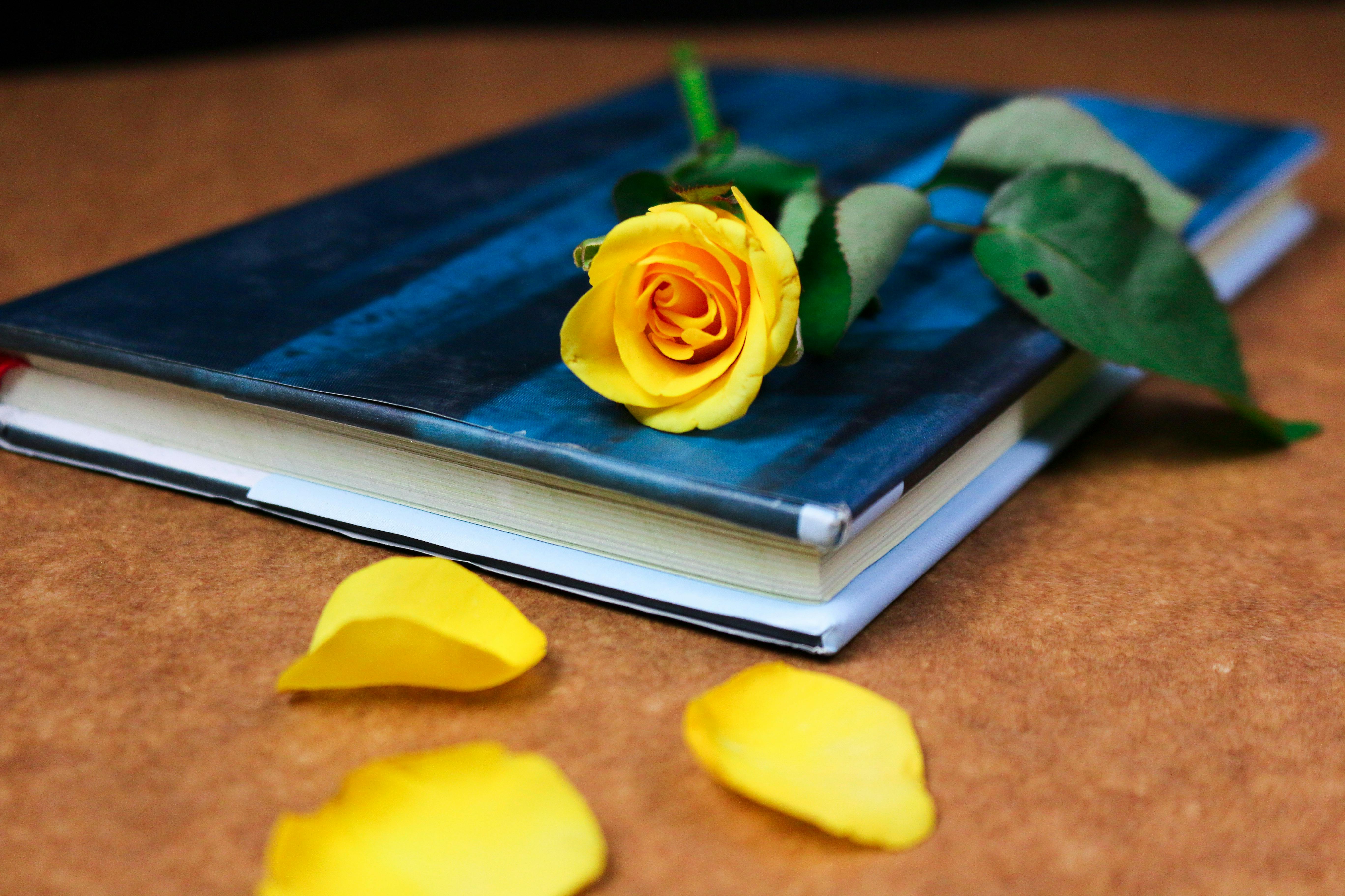 Yellow Rose on Blue Book · Free Stock Photo