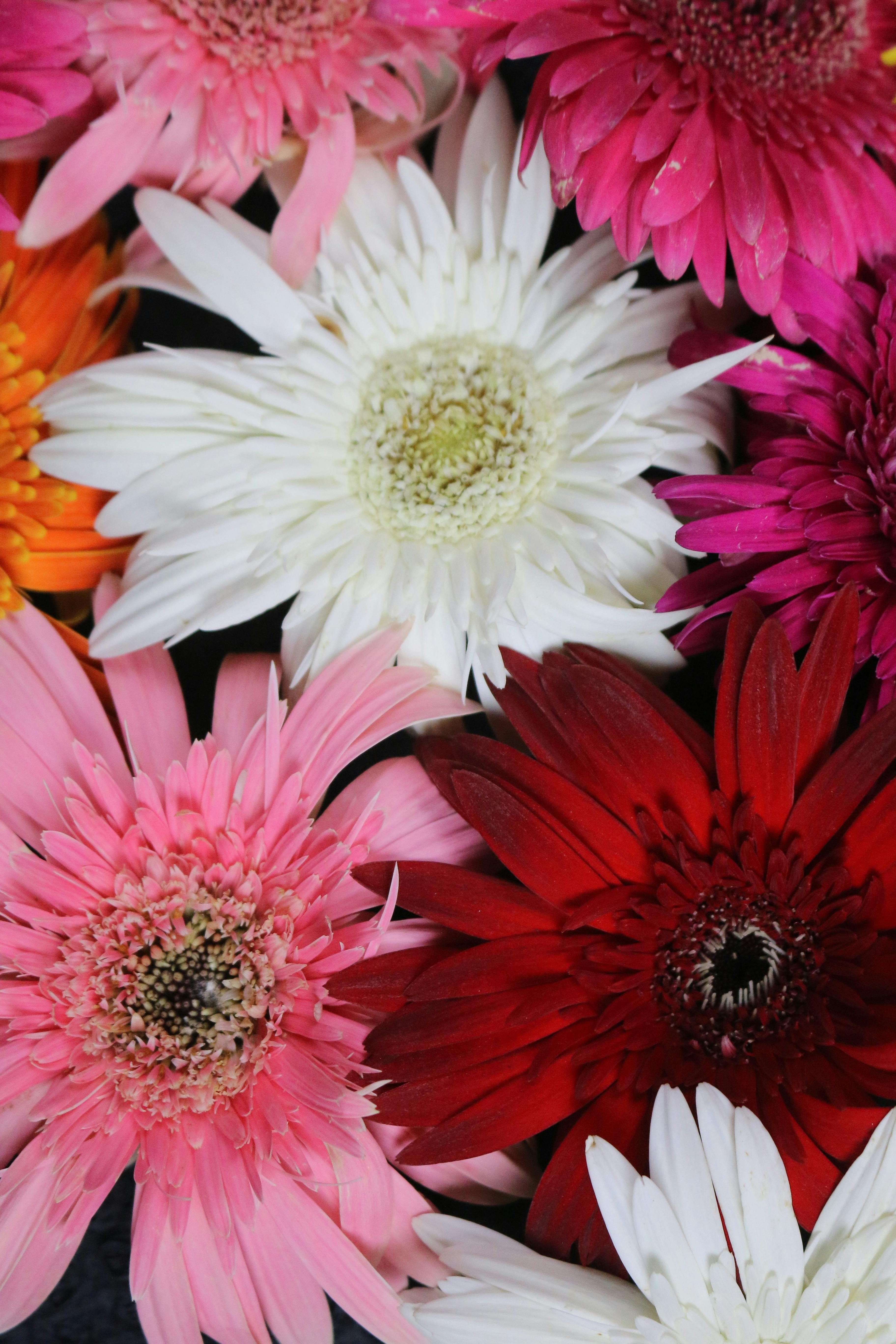 Multi Colored Flowers in Close-up · Free Stock Photo