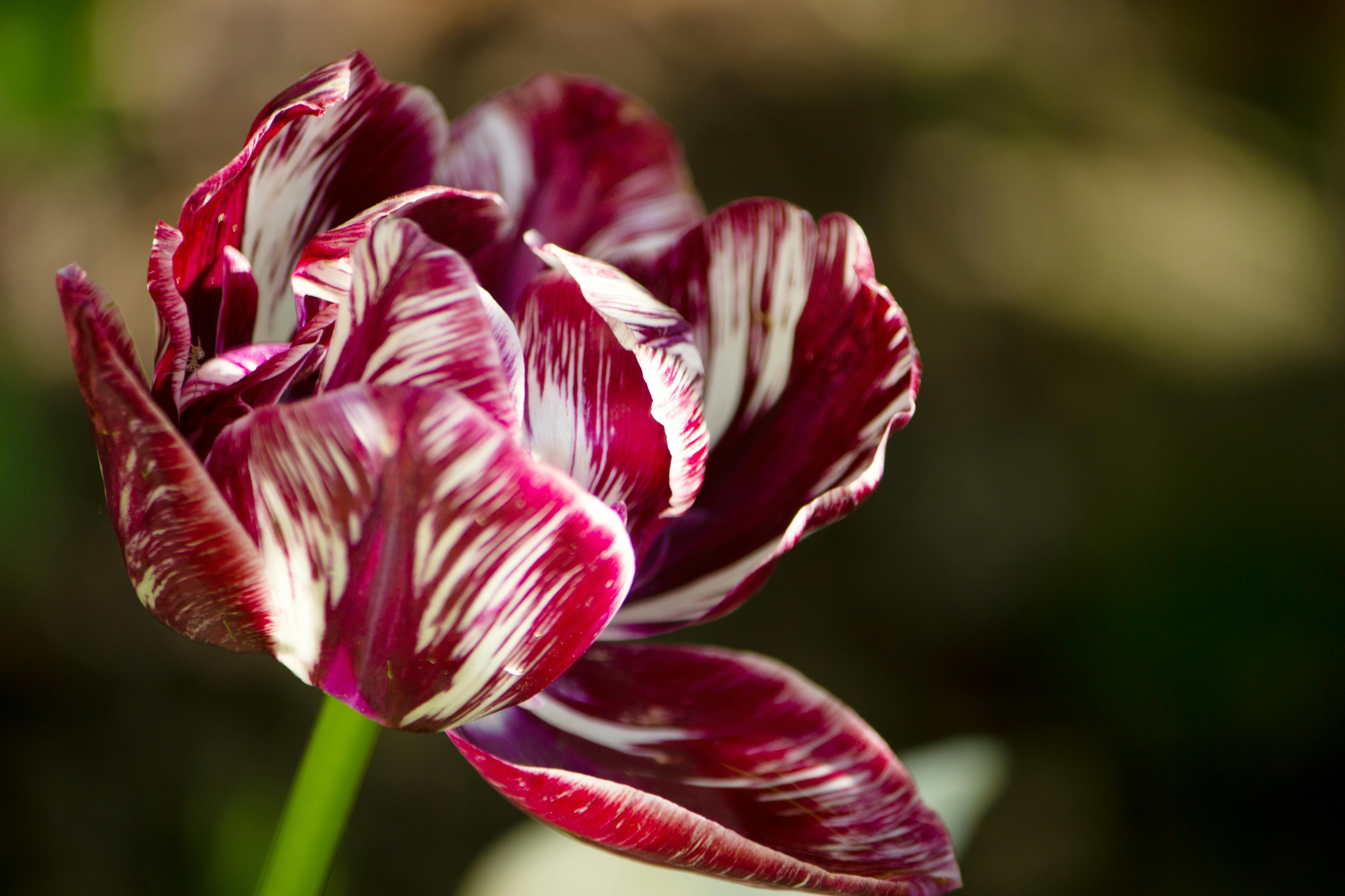 Light Maroon Background Landscape Photos, Download The BEST Free Light ...