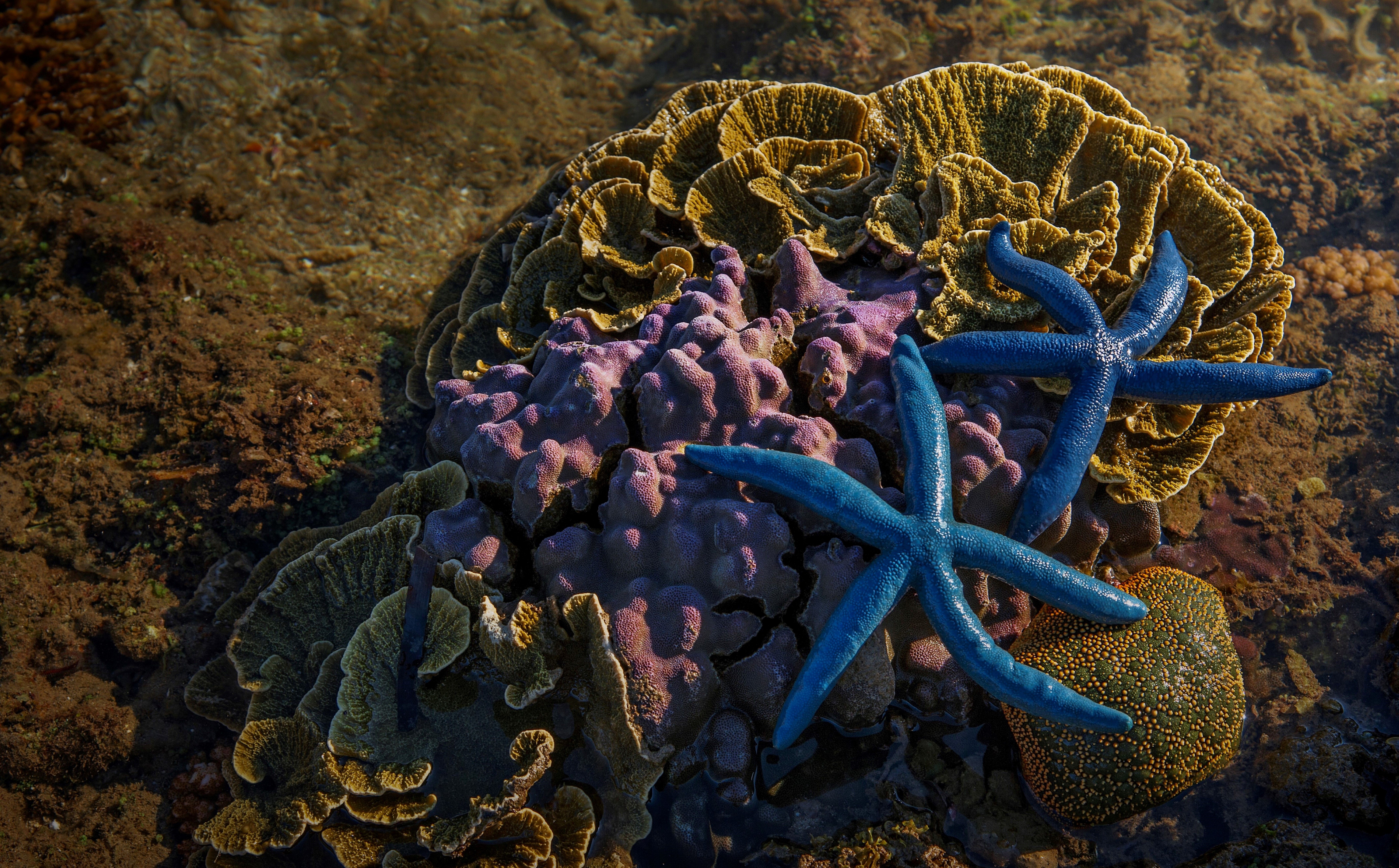 Starfish on a Coral Reef · Free Stock Photo