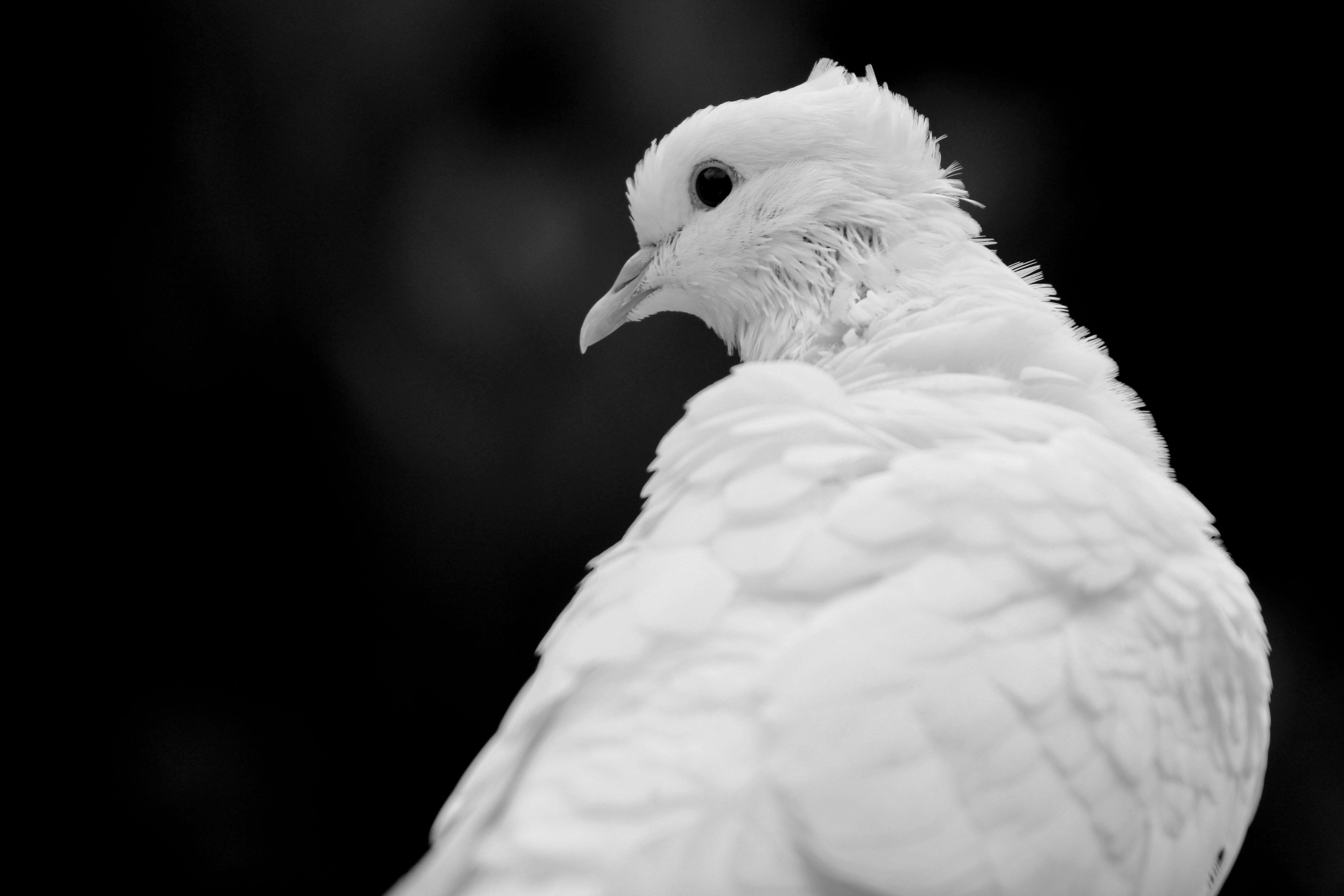 Grayscale Photo of Birds in the Railings Flying · Free Stock Photo