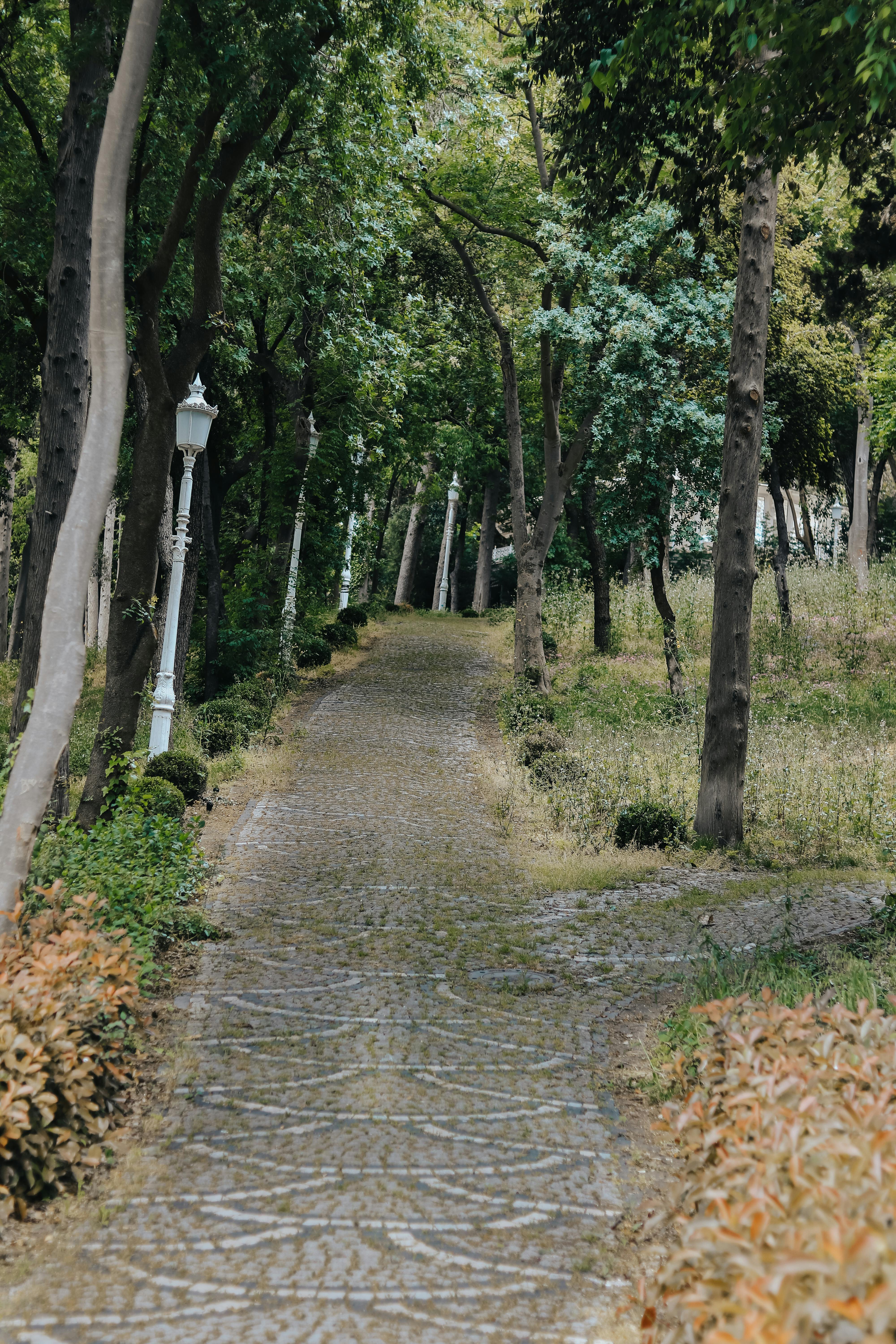 Path in Between Path · Free Stock Photo