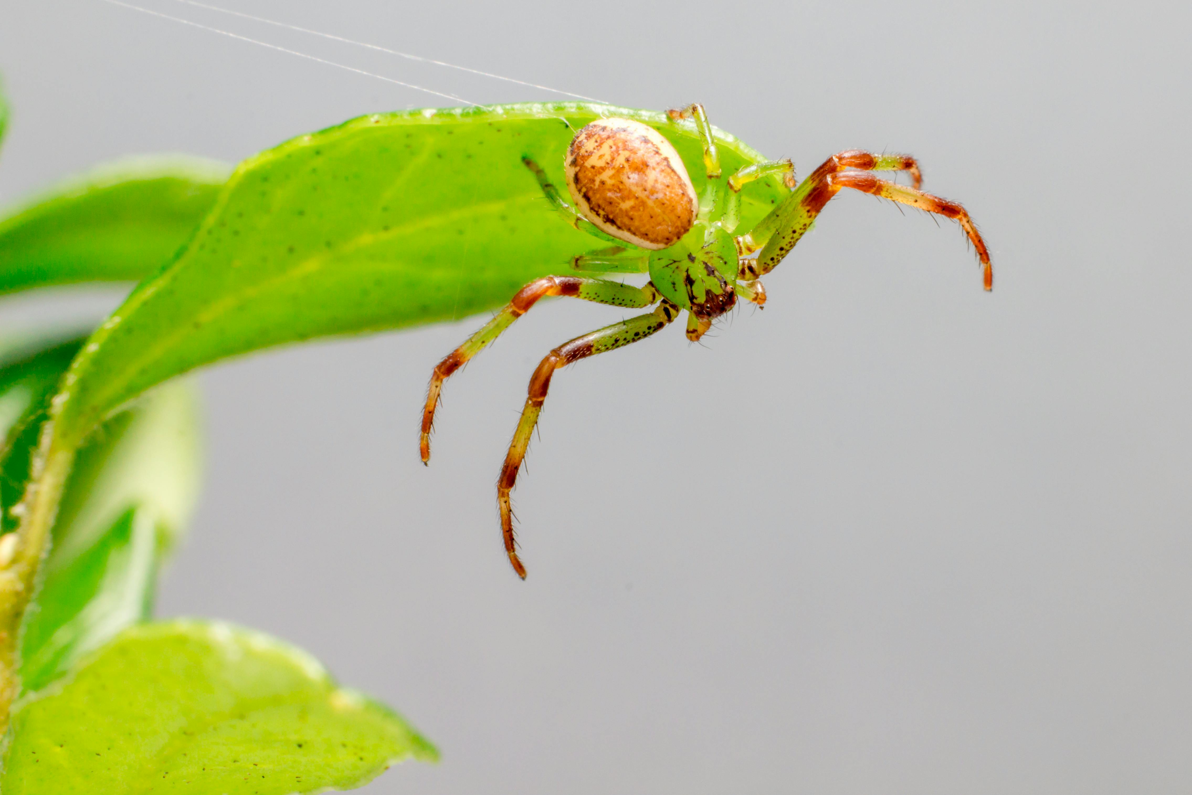 Spiders Crawling on White Stone · Free Stock Photo