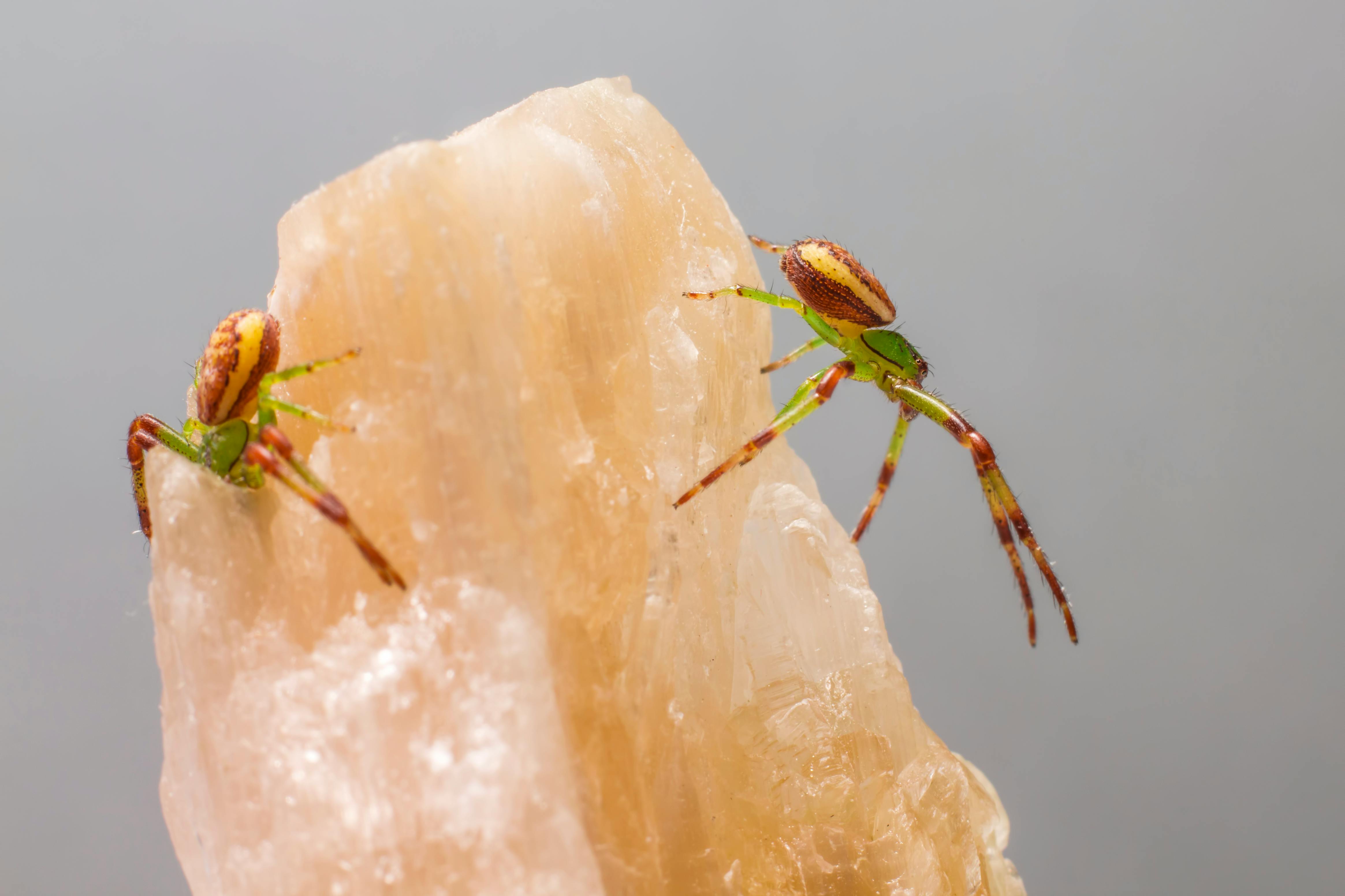 Green Spiders Crawling on White Stone · Free Stock Photo