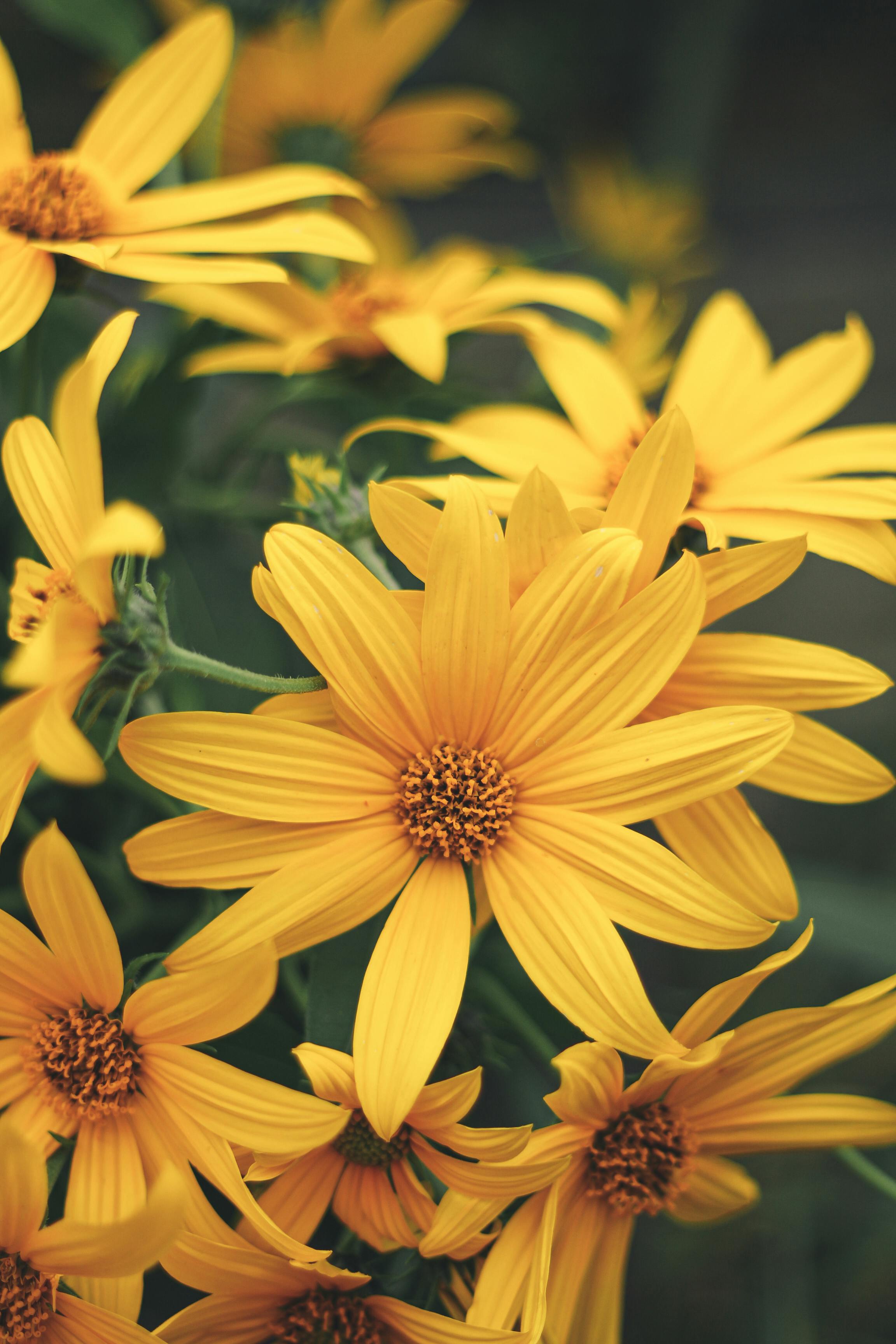 Topinambur flowers with yellow petals · Free Stock Photo