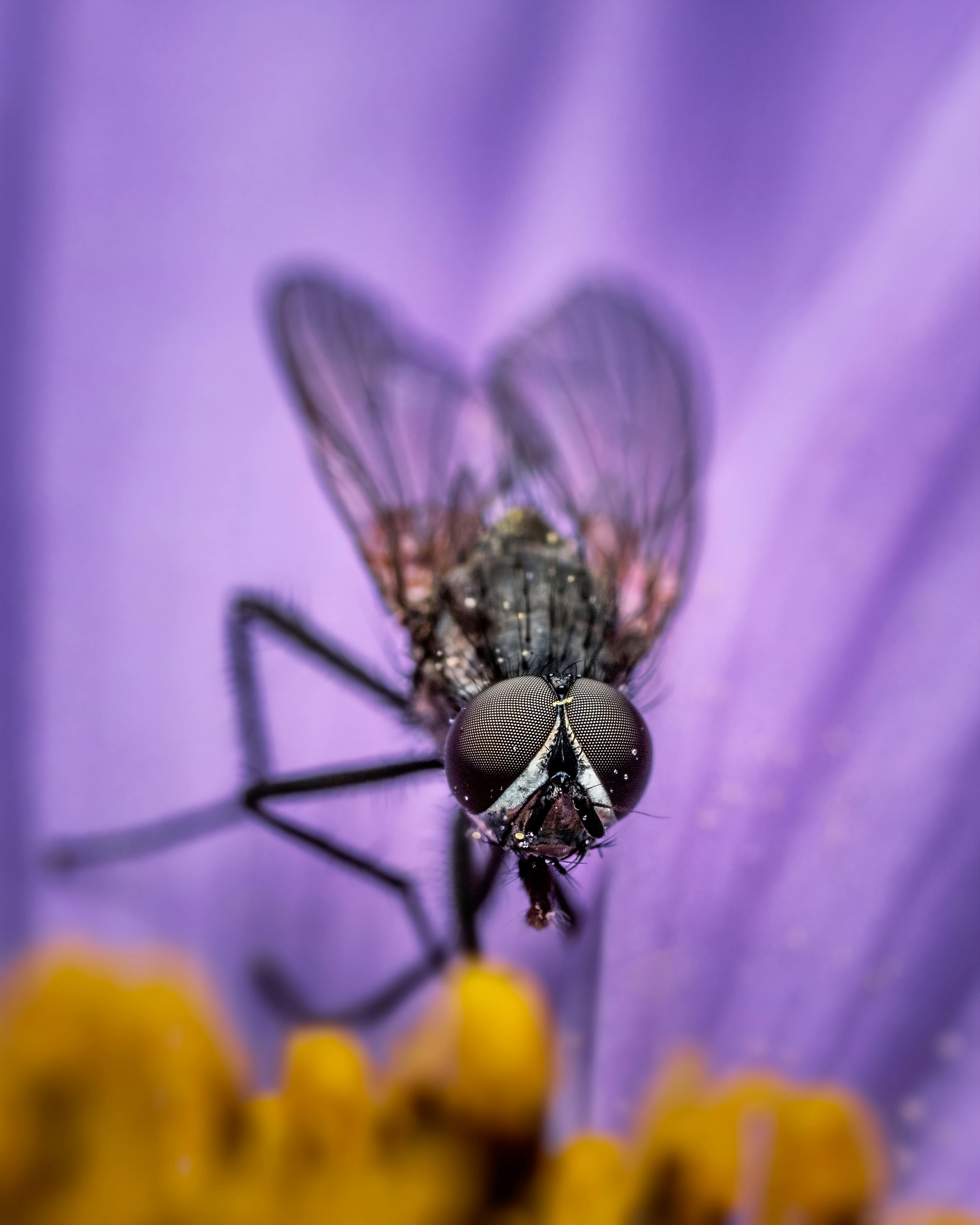 Fly on Purple Flower in Close Up Photography · Free Stock Photo