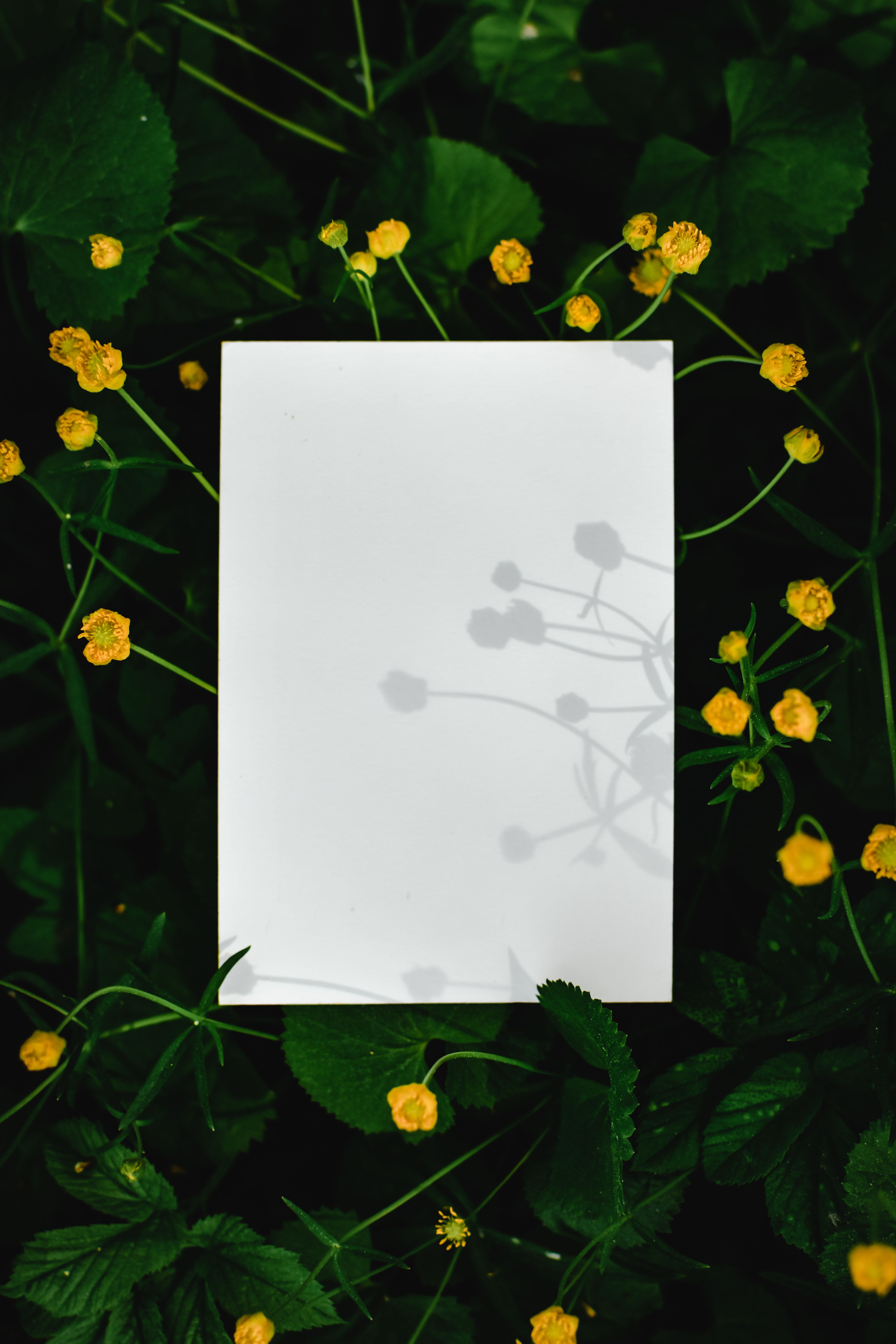 A Stem of Yellow Flowers Beside Blank White Paper on Green Surface ...