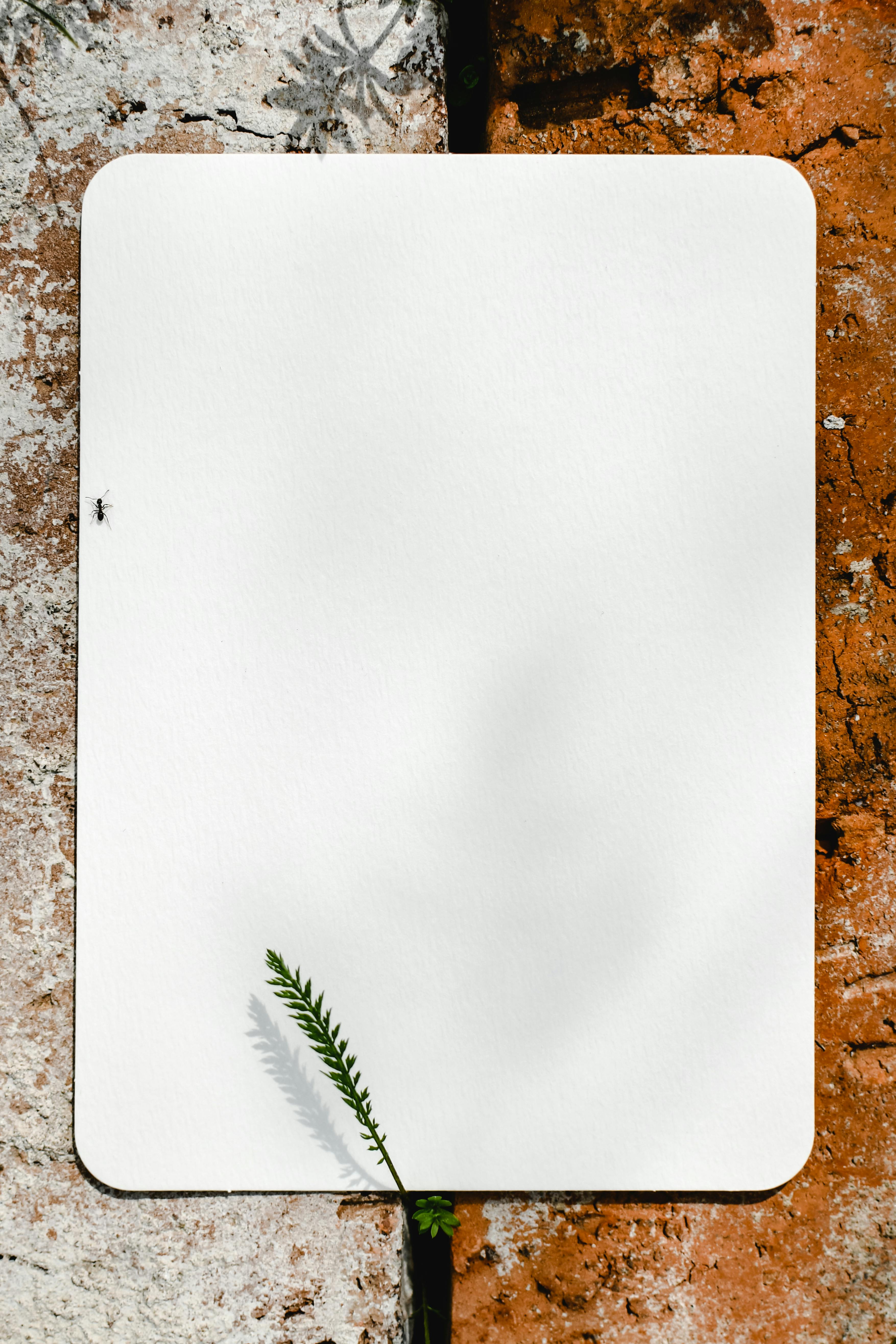 A White Blank Paper on Yellow Flowers · Free Stock Photo